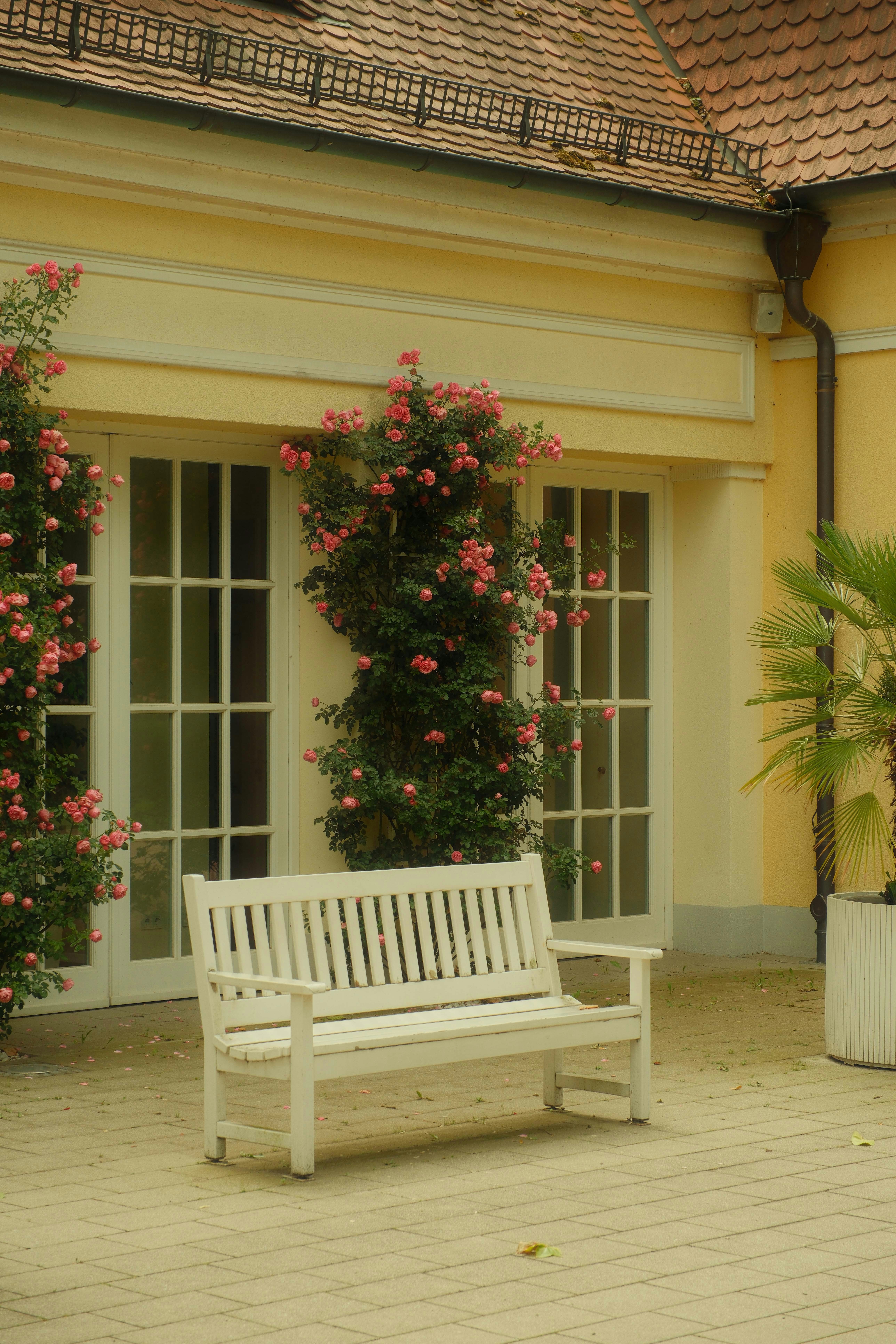 Sunlit Terrace Bloom: A Quiet Bench Beneath Pink Roses