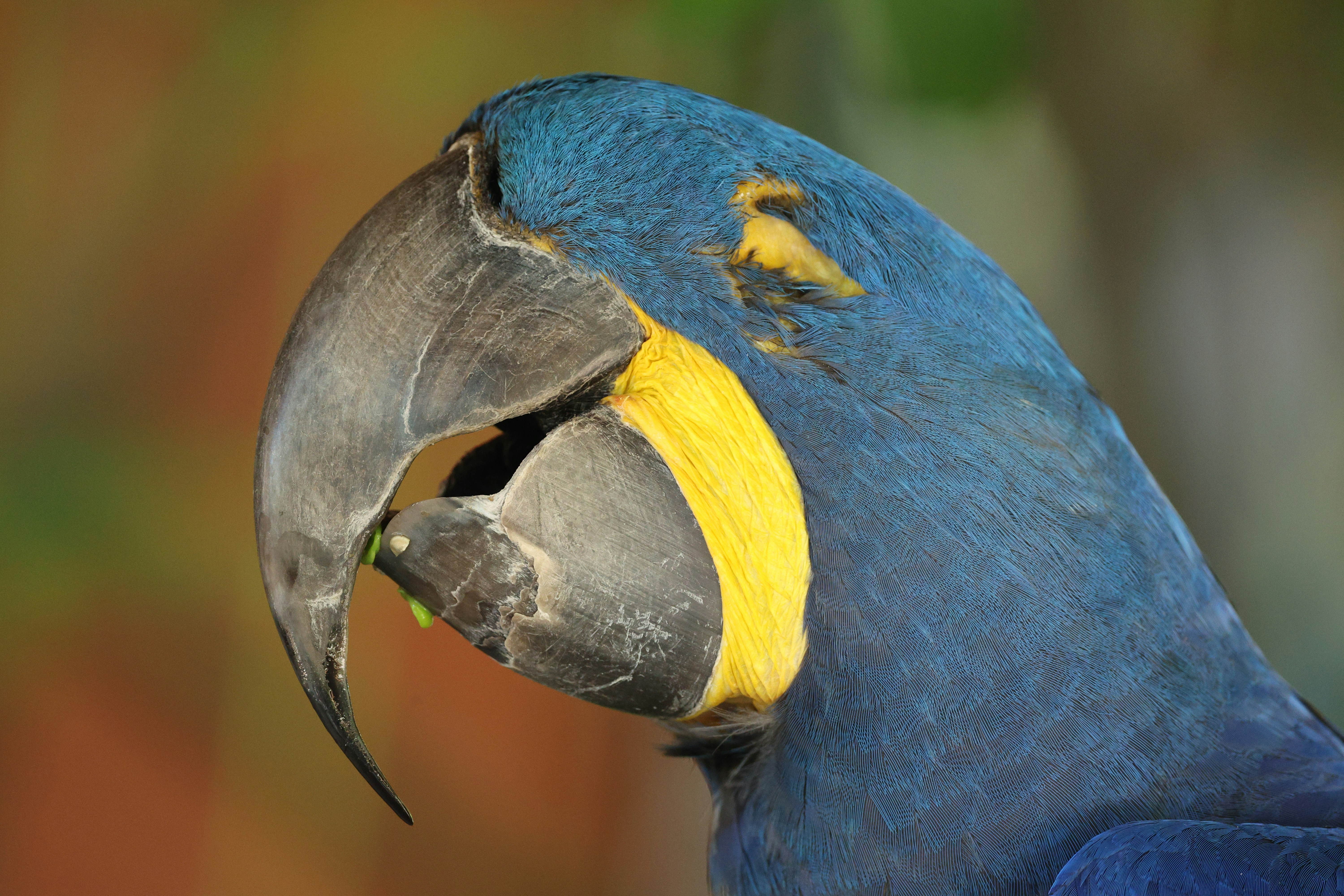 Vivid blue macaw beak and eye area in sharp focus with blurred background, highlighting plumage and facial markings.
