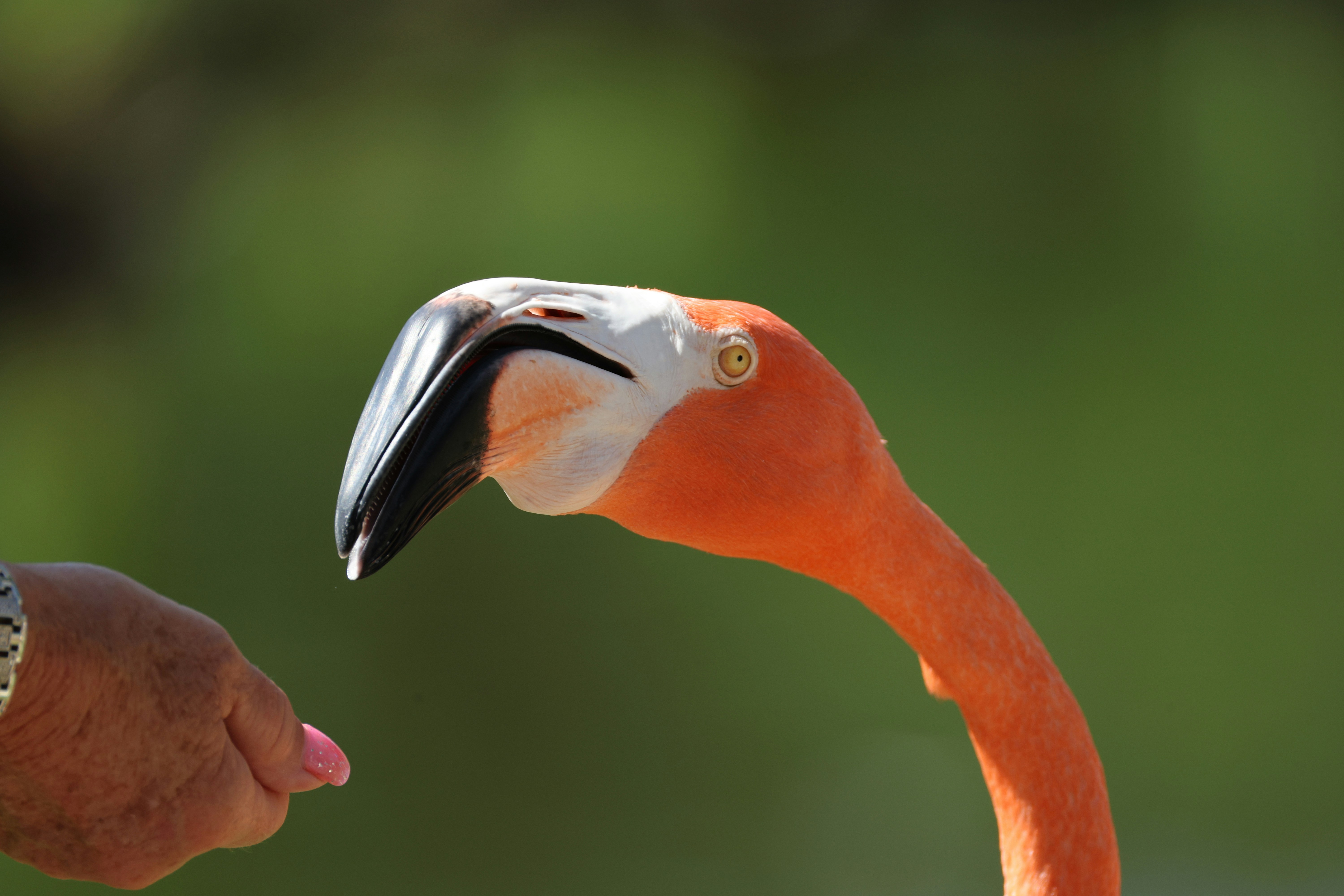 A person's hand feeding a pink flamingo.