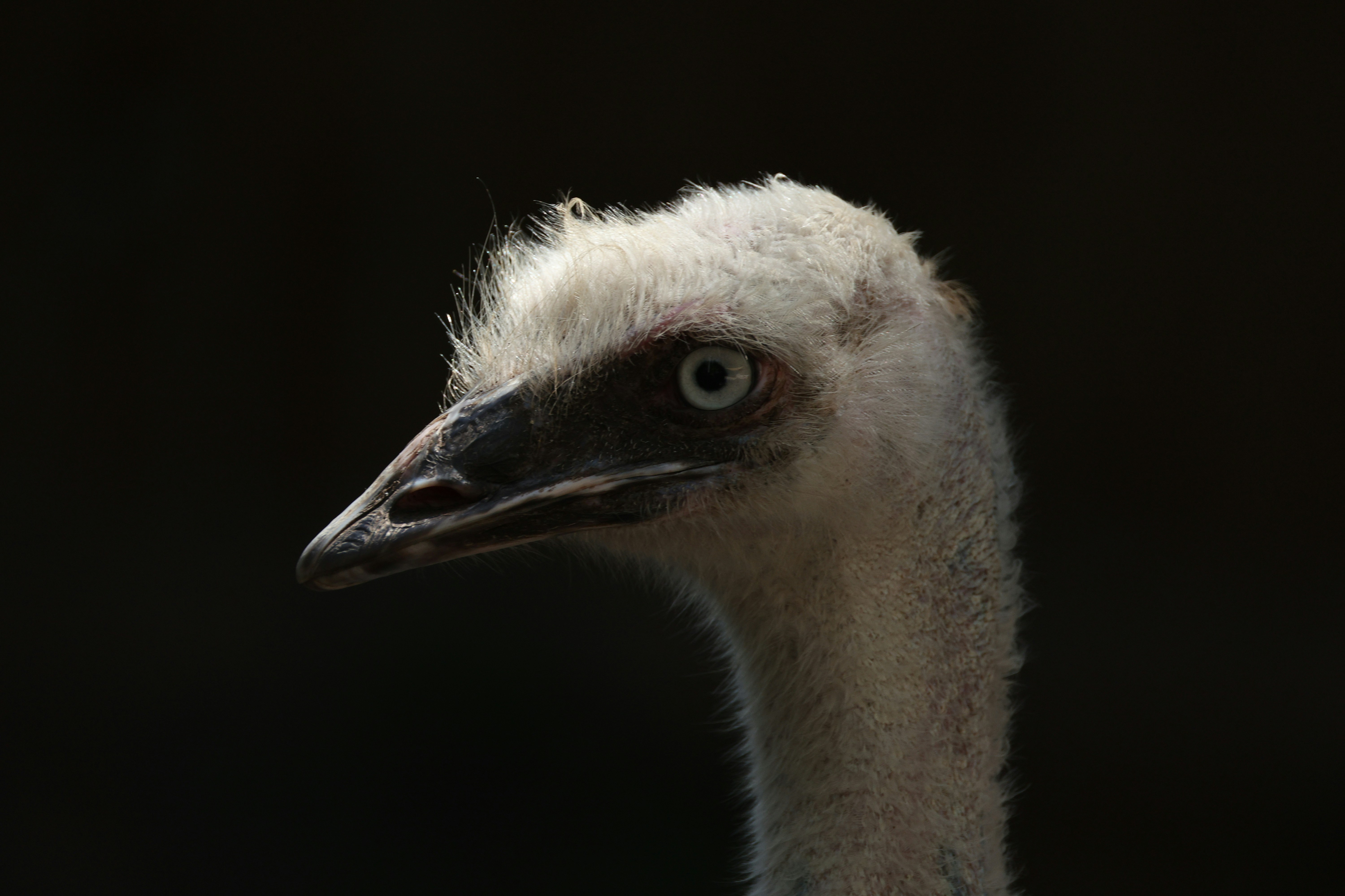 Close-up of an ostrich head emerging from dark background, eye and beak in sharp relief with subtle feather detail.