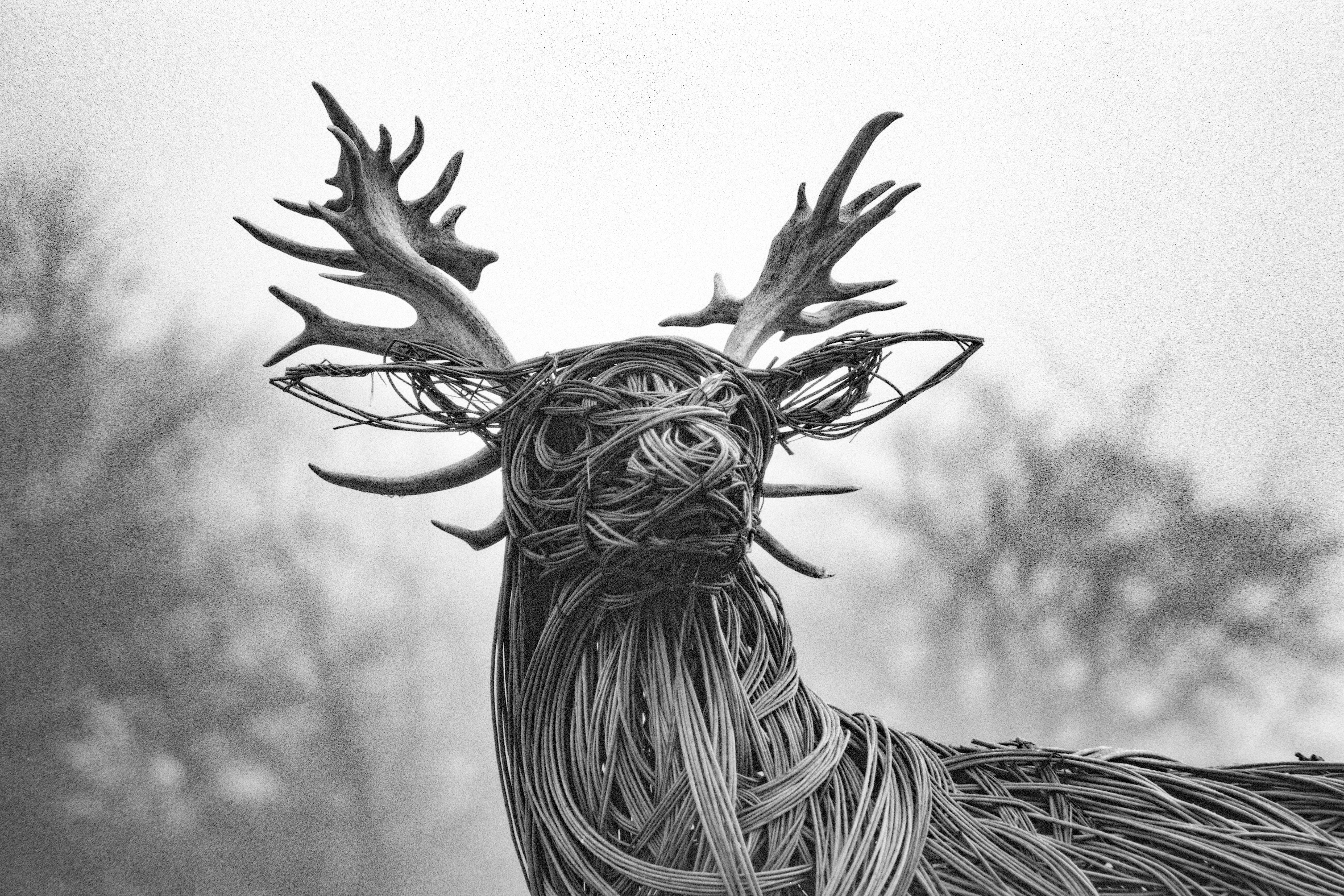 Wicker statue of a stag in the grounds of Felbrigg House. Ilford Delta 100 film.