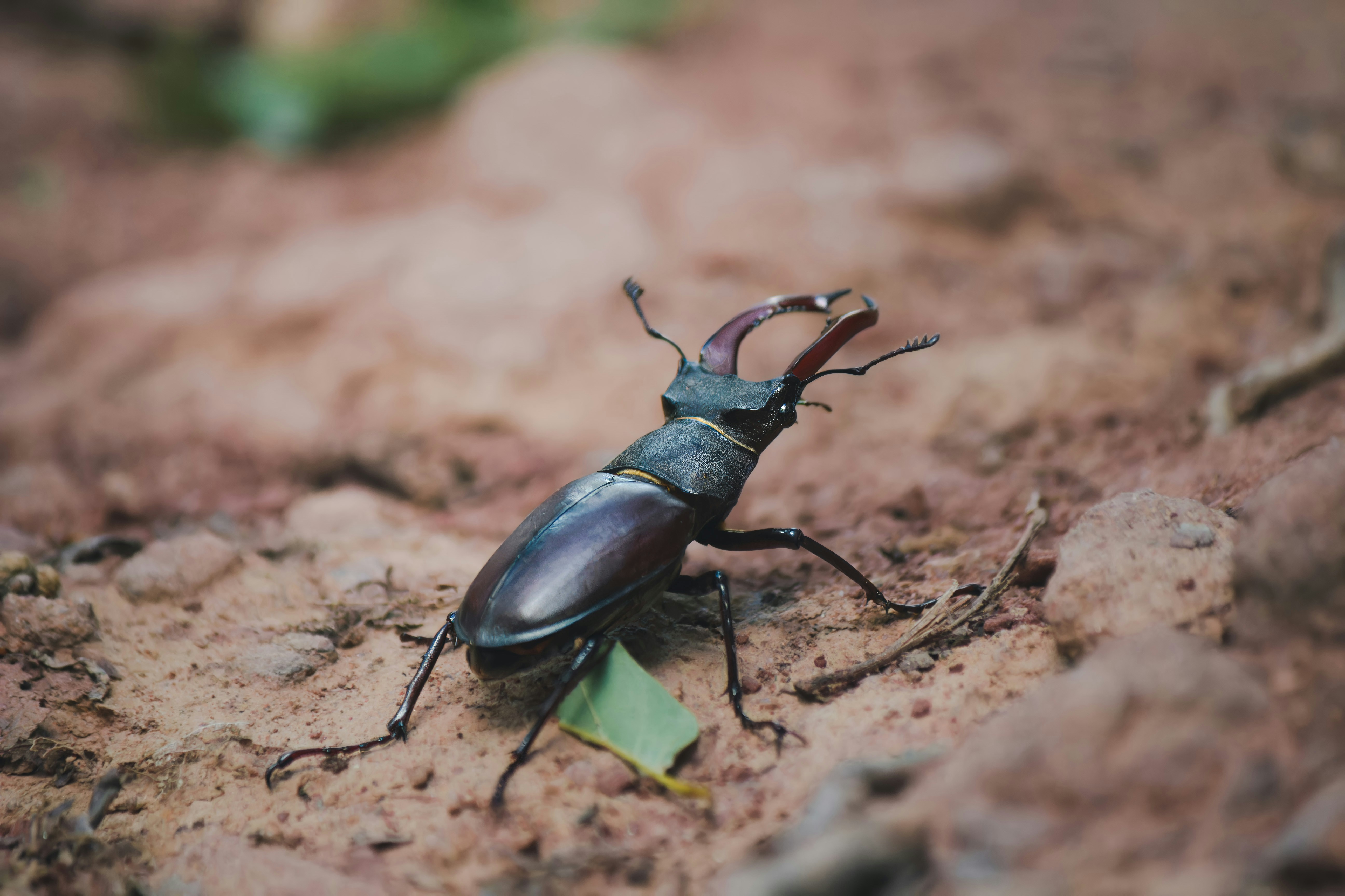 Emerald Antlered Beetle on Earthen Trail