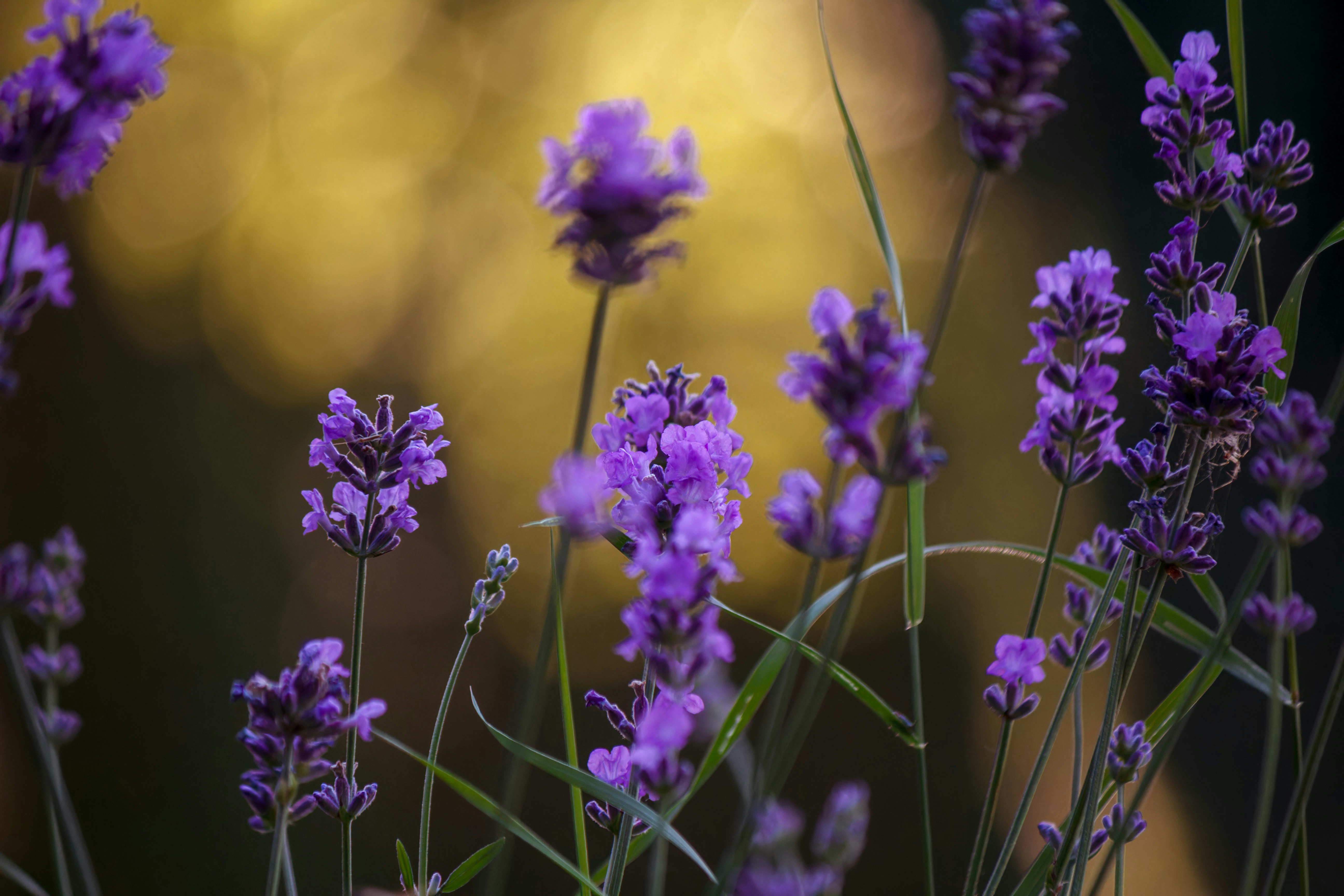 Purple lavender flowers bloom against a warm golden background, photographed with shallow depth of field and soft natural light during sunset.