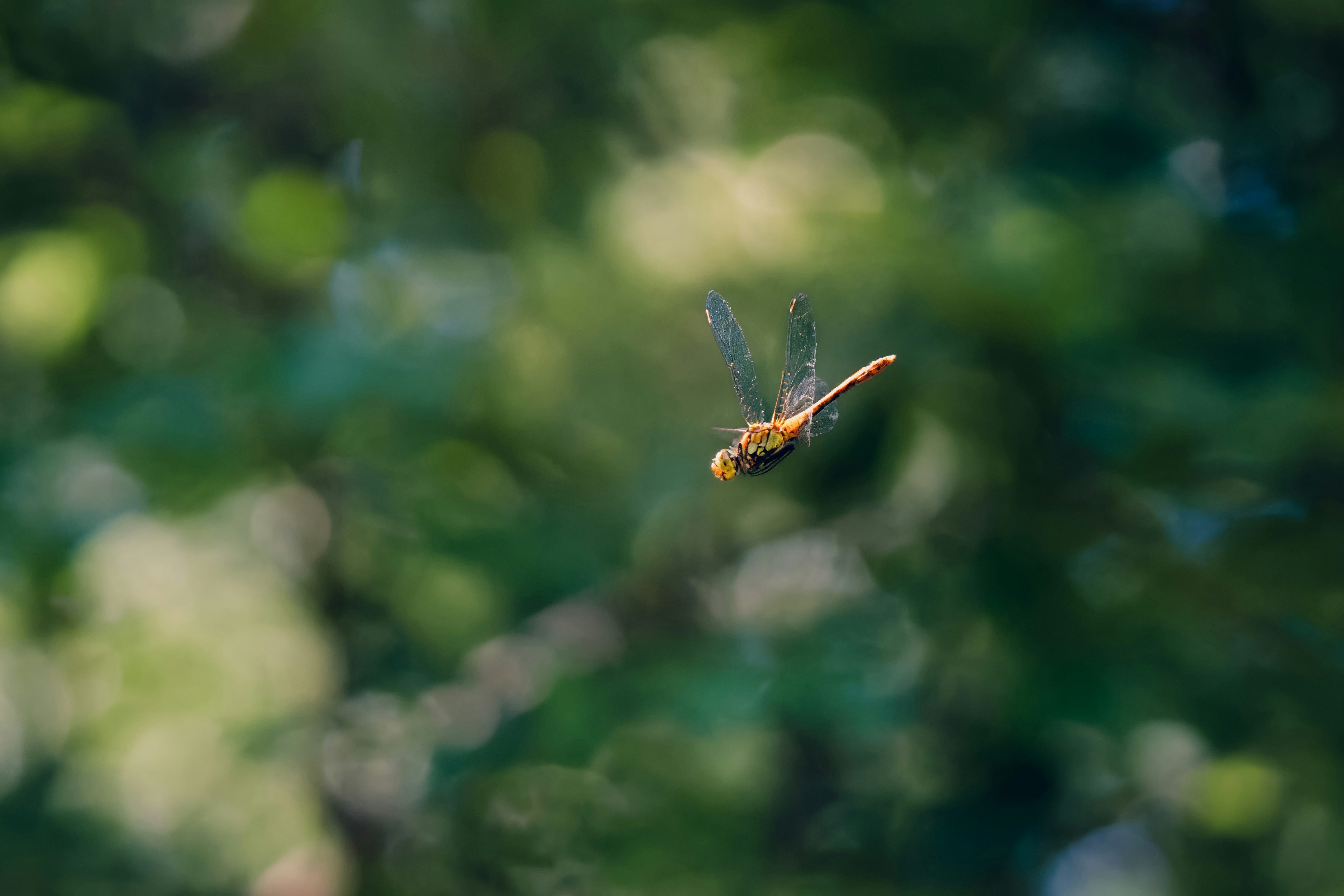 Midair Ember: a dragonfly suspended over emerald blur