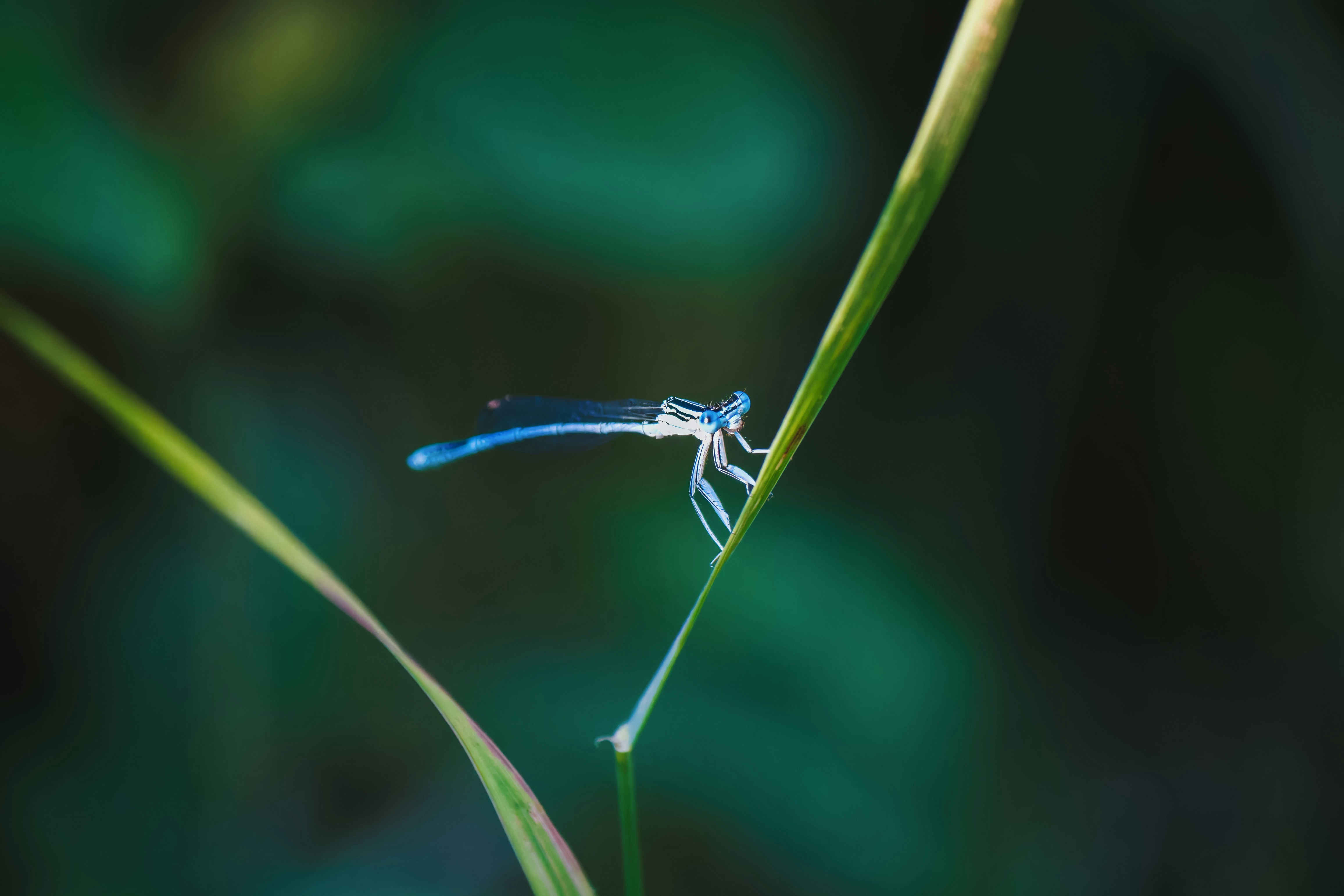 Blue Damselfly on a Slender Reed