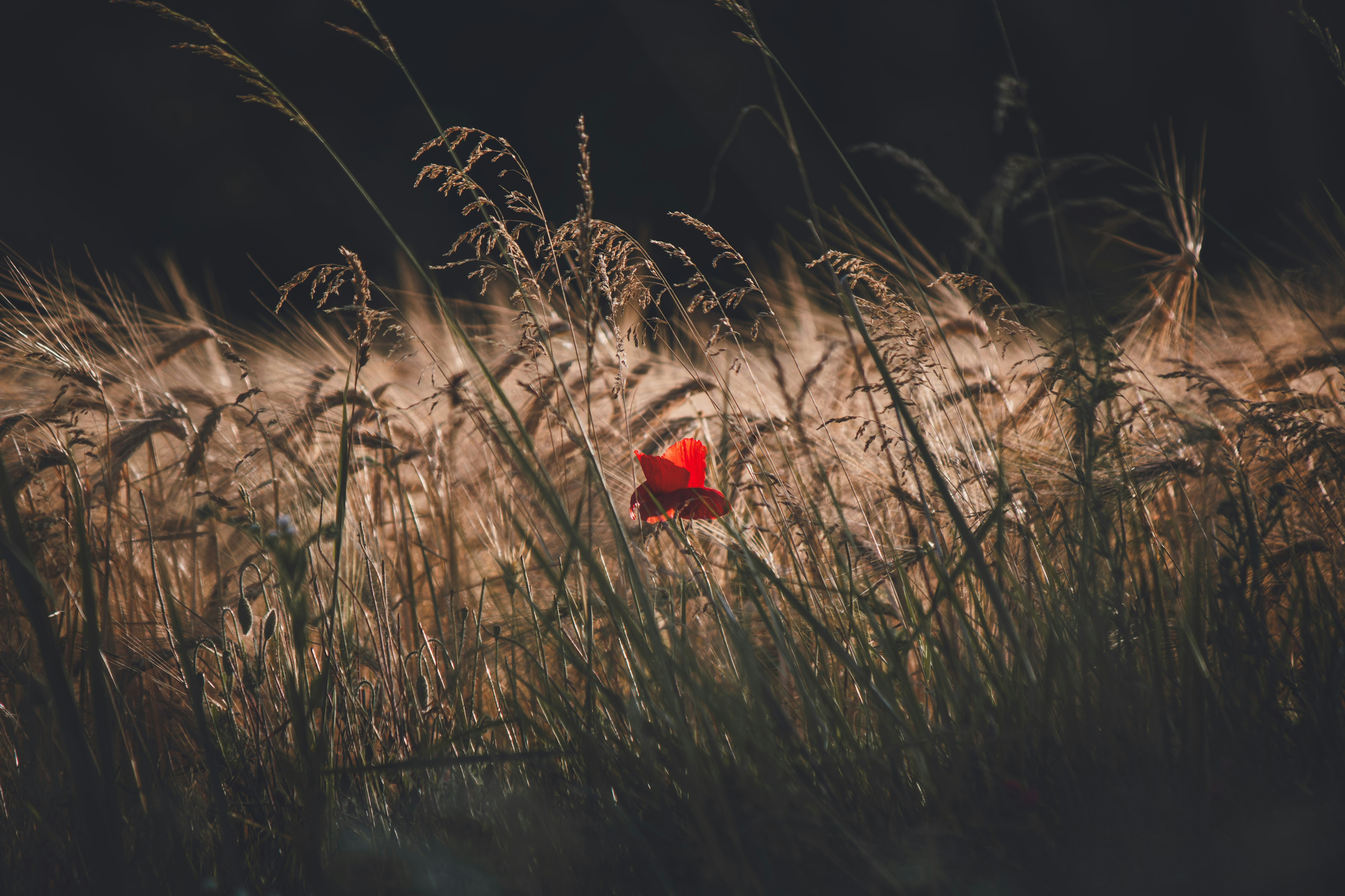 Crimson Petal in a Sea of Golden Grasses