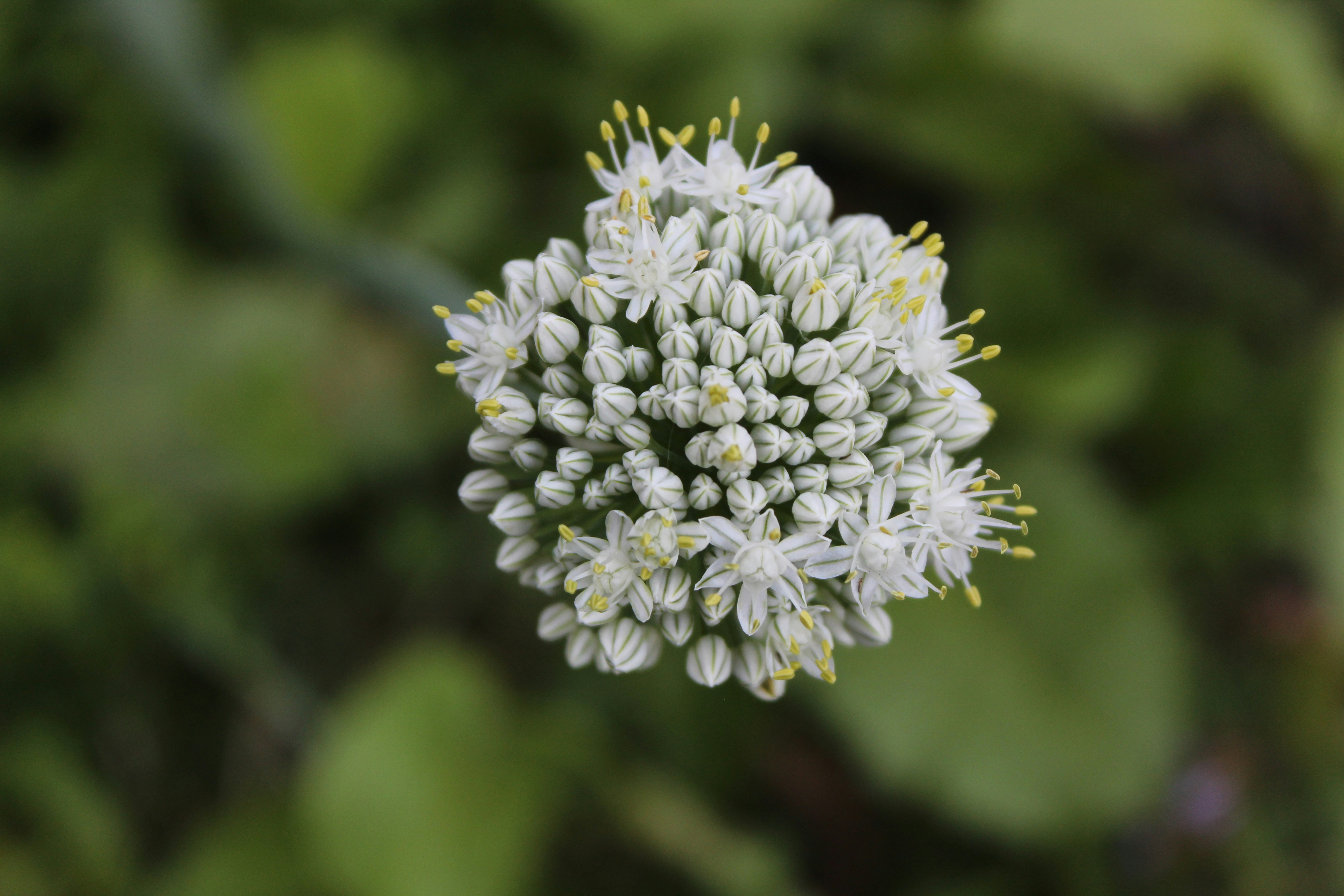 Macro Bloom: a pale cluster of tiny white blossoms in soft focus greens