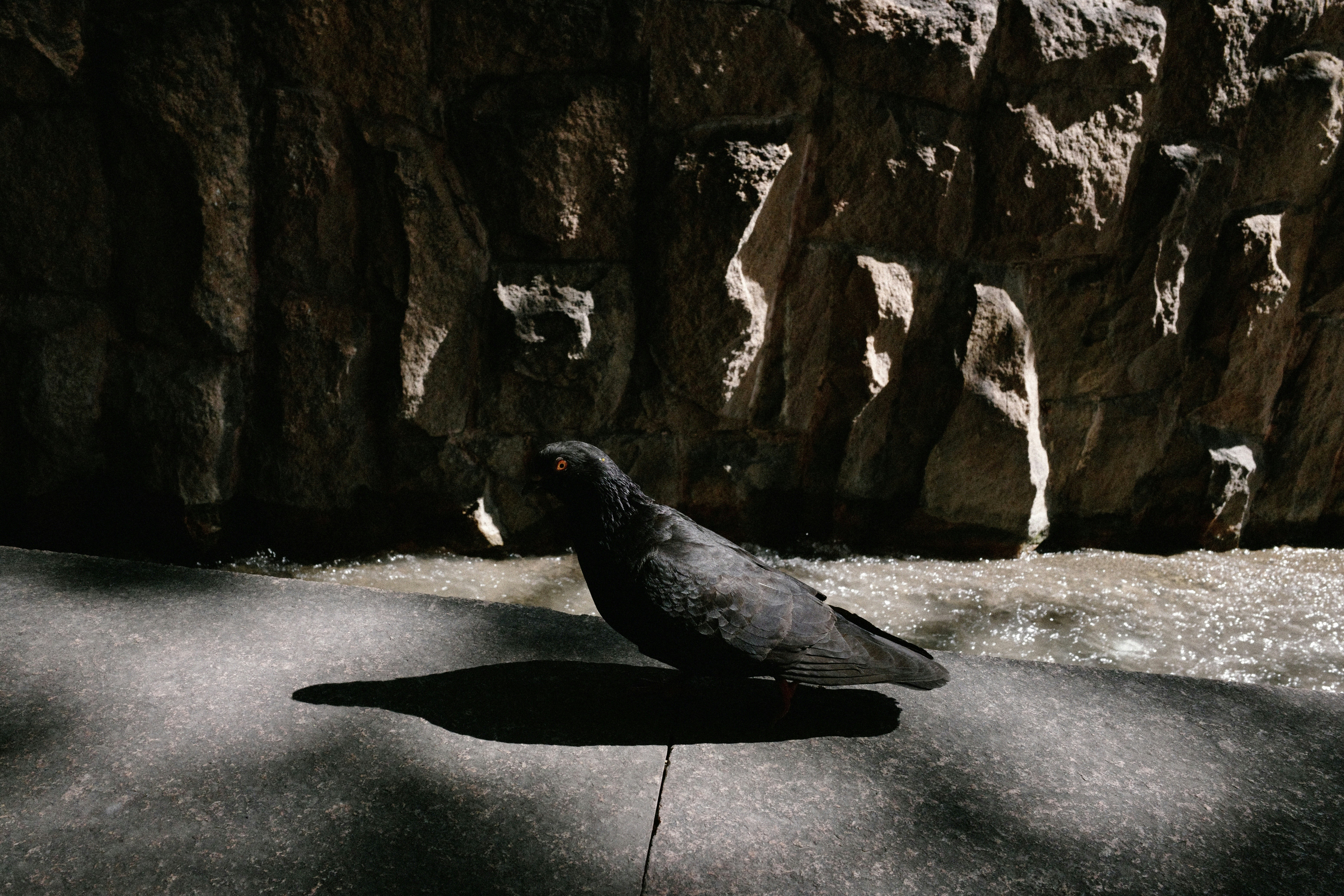 A solitary pigeon on a sunlit, shadowed pavement beside a rocky wall