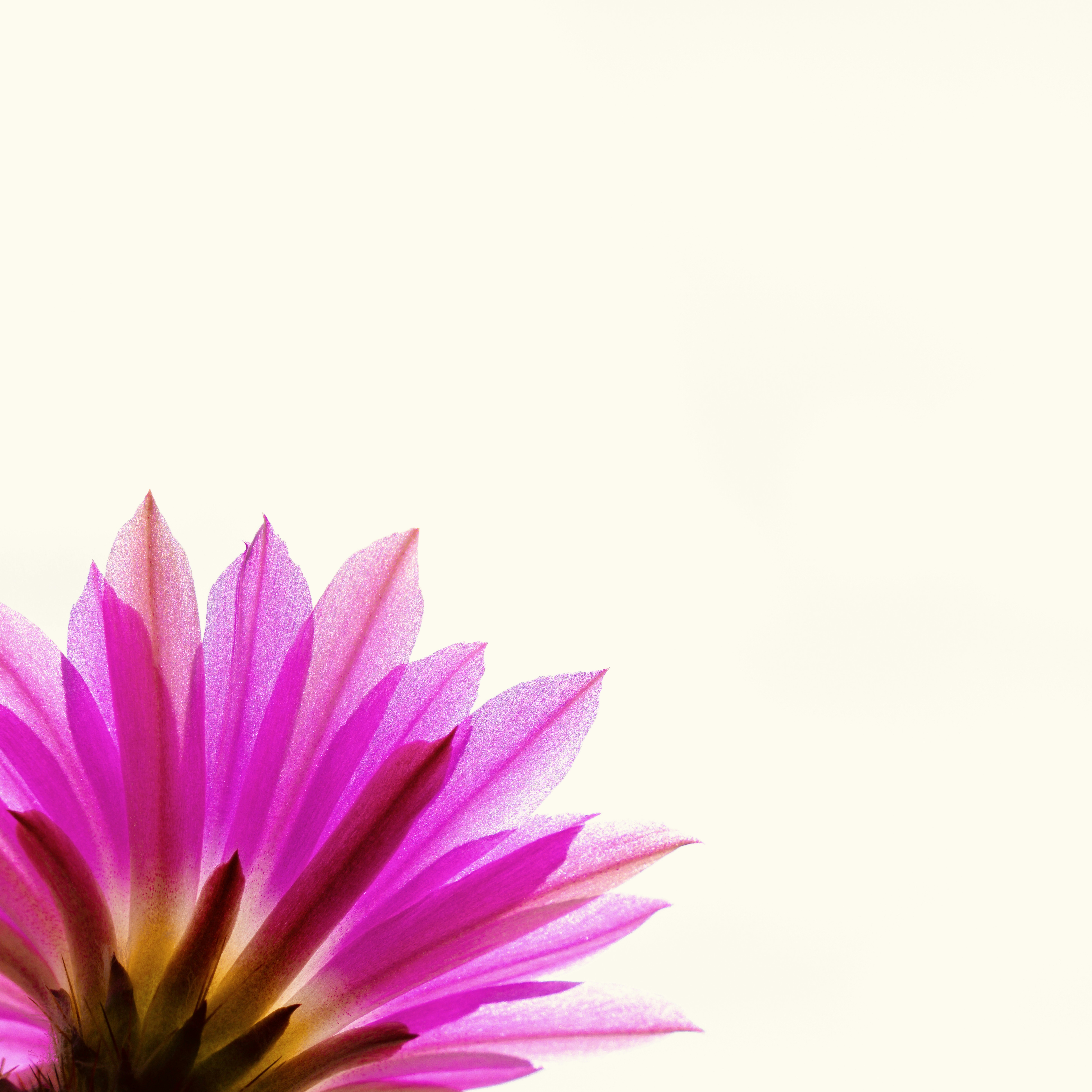 Close-up of a vibrant pink flower petal edge against a pale background, emphasizing color and texture. (Logo/illustration not present.)