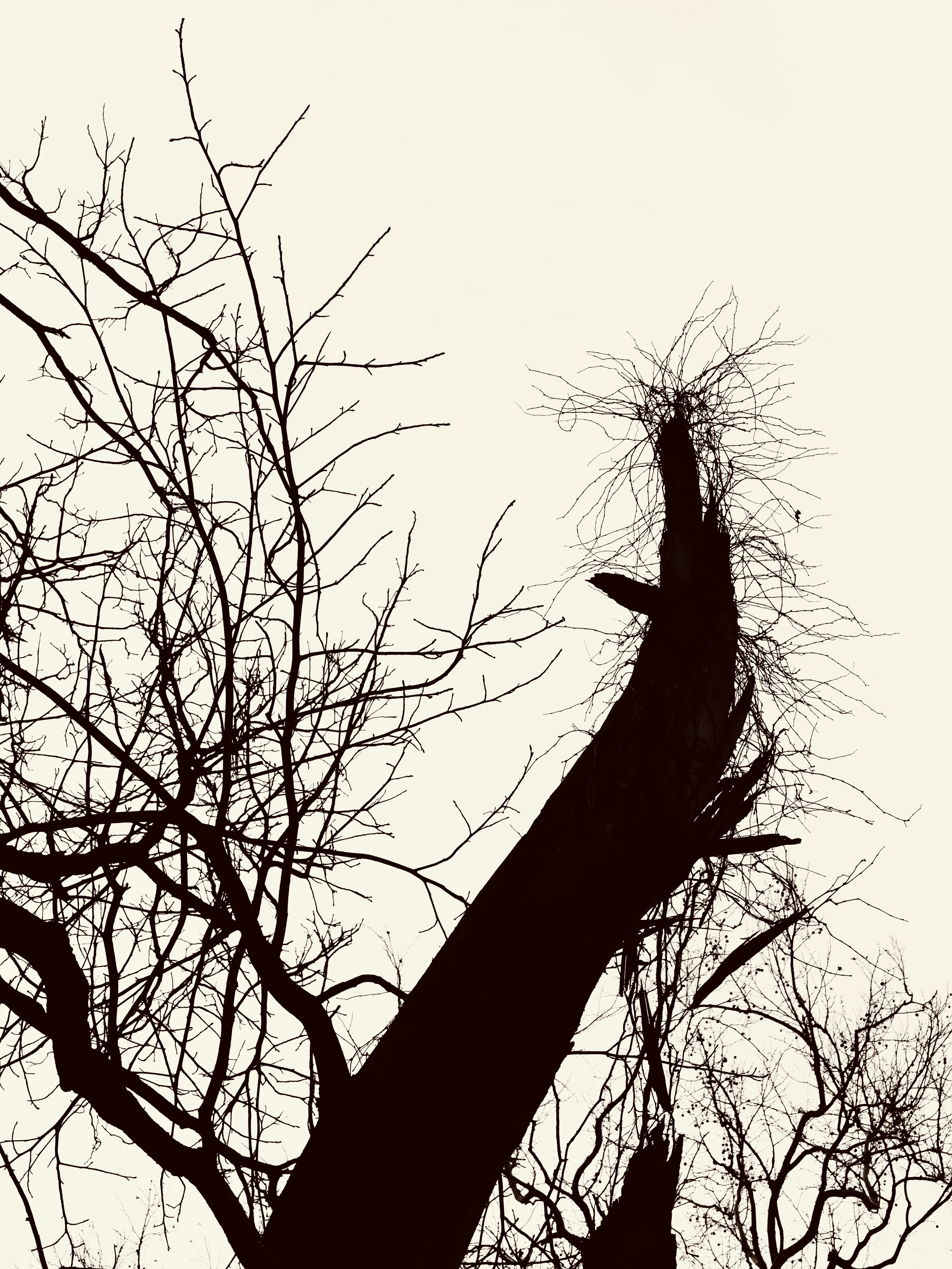 A stark, leafless tree silhouette rises against a pale sky, emphasizing stark branches and a broken trunk in a minimalist natural scene.