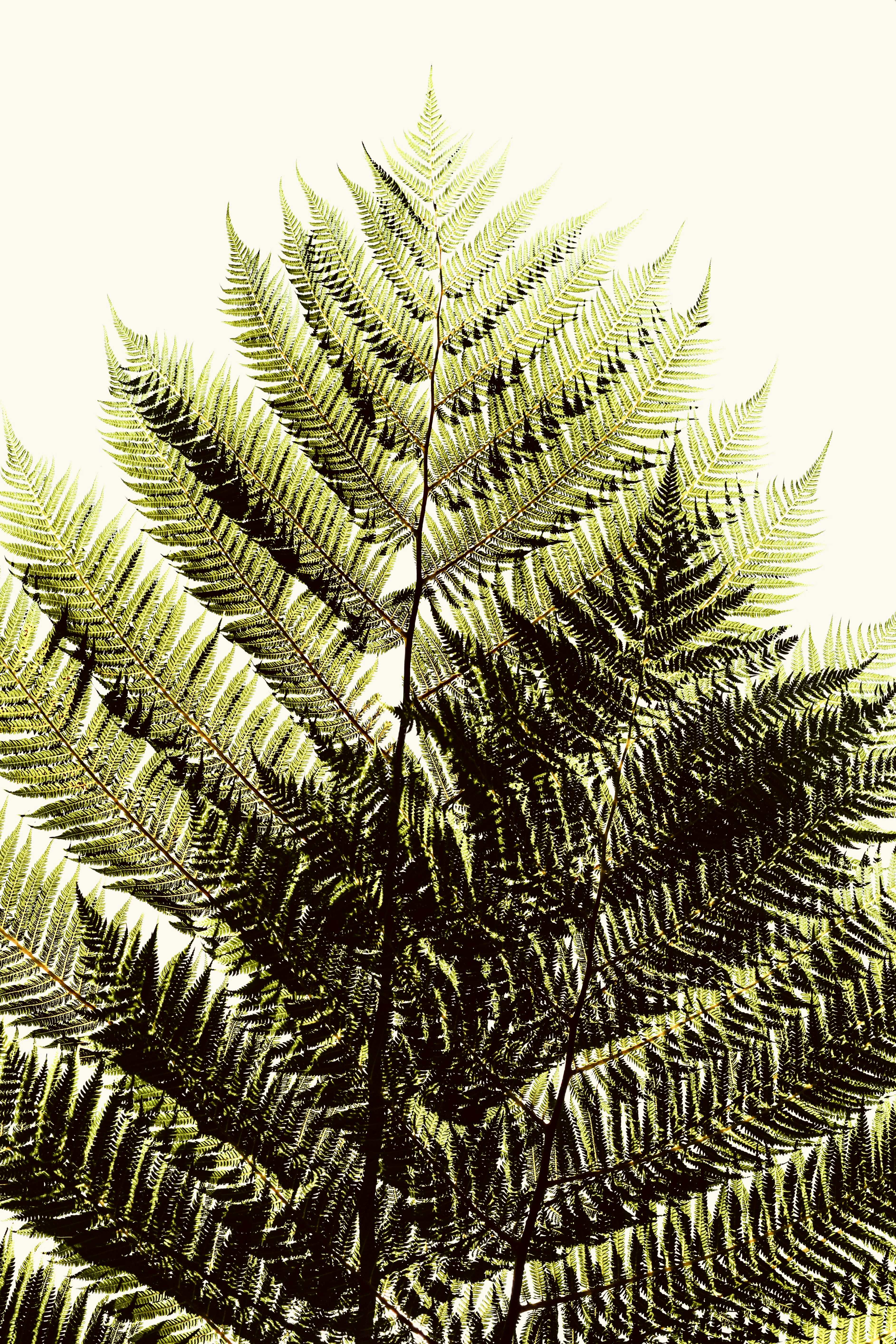 Fractal Fern: vertical symmetry of light and shade