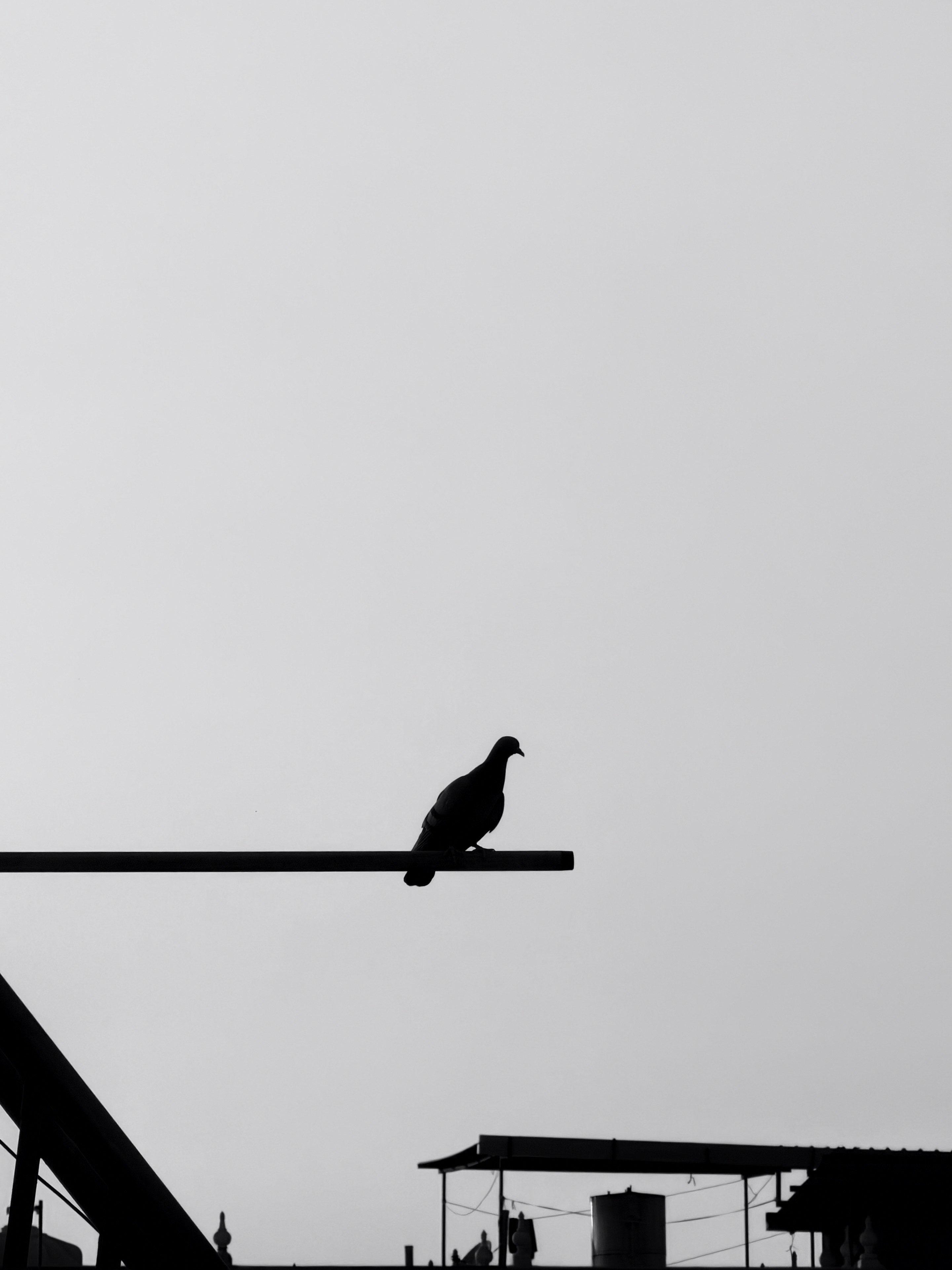Pigeon on the edge: a solitary silhouette above the urban skyline