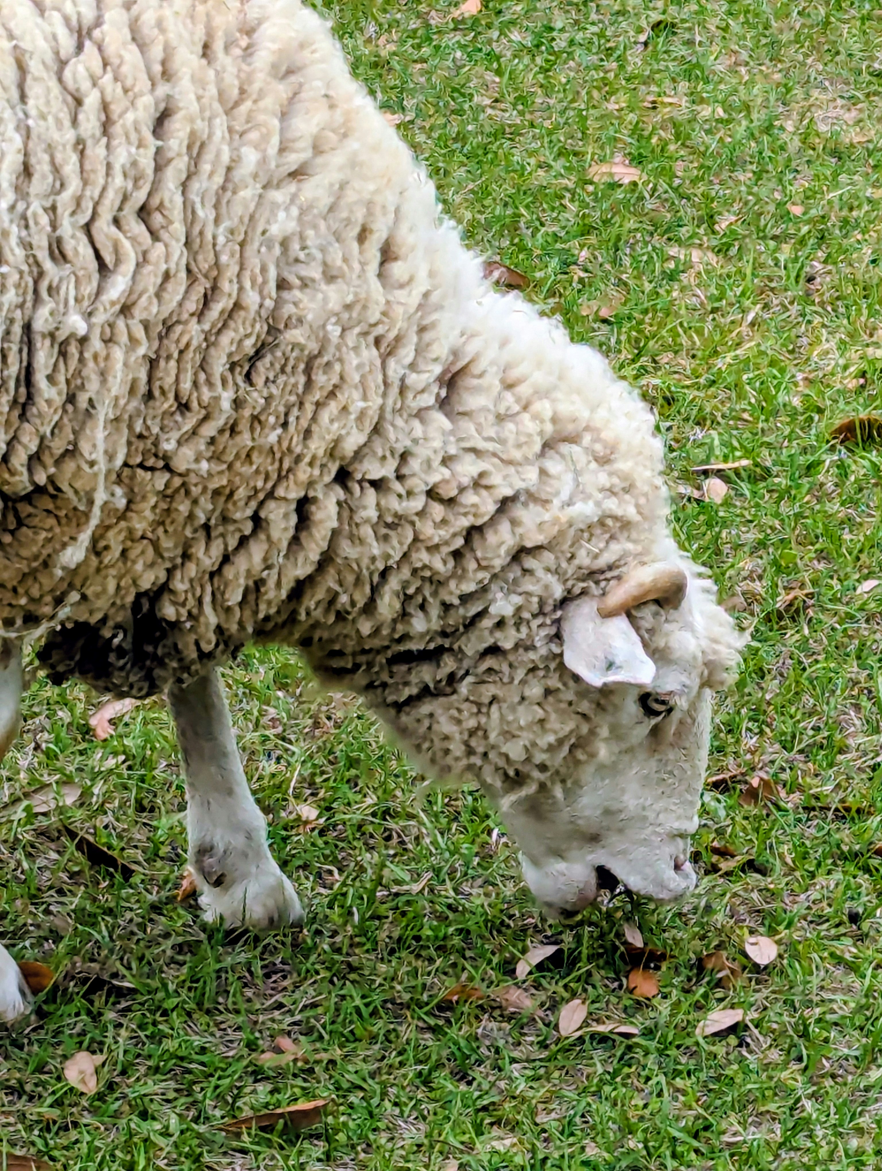 Grazing in Soft Sheen: A Curled Woolen Profile
