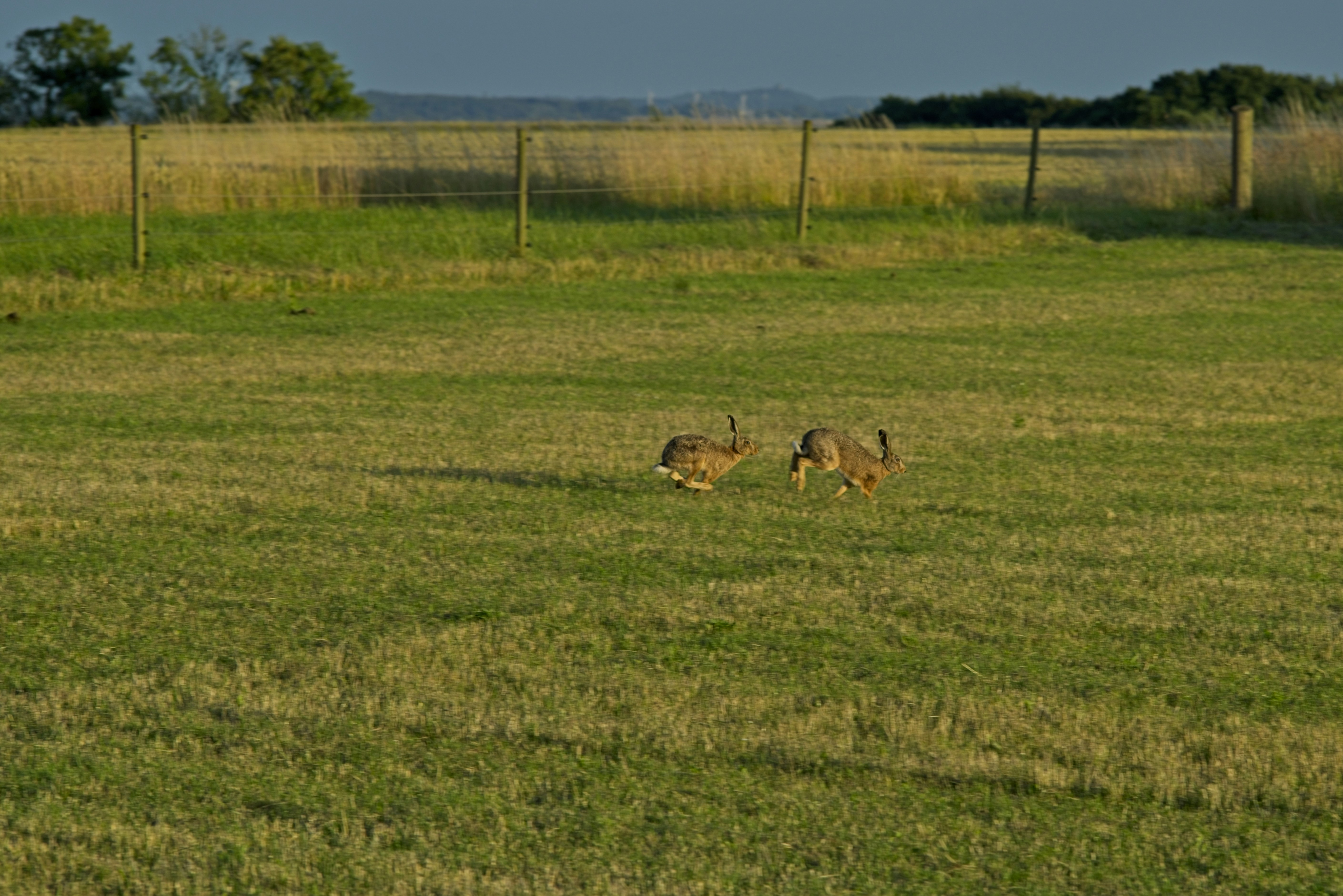 Pasture Rabbits at Dusk: Quiet Pair in an Open Field
