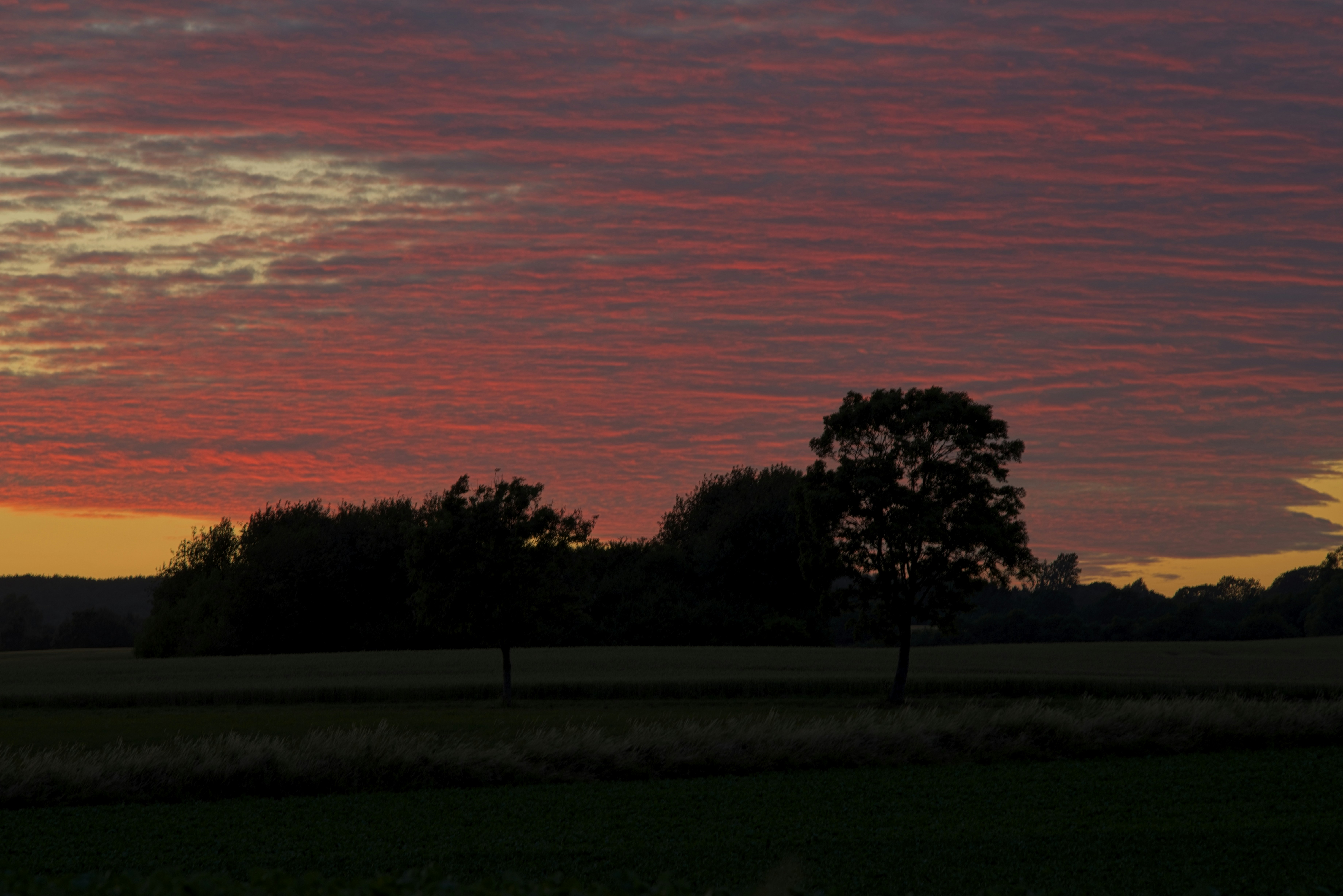 Silhouette Sunset: Trees Framing a Quiet Horizon
