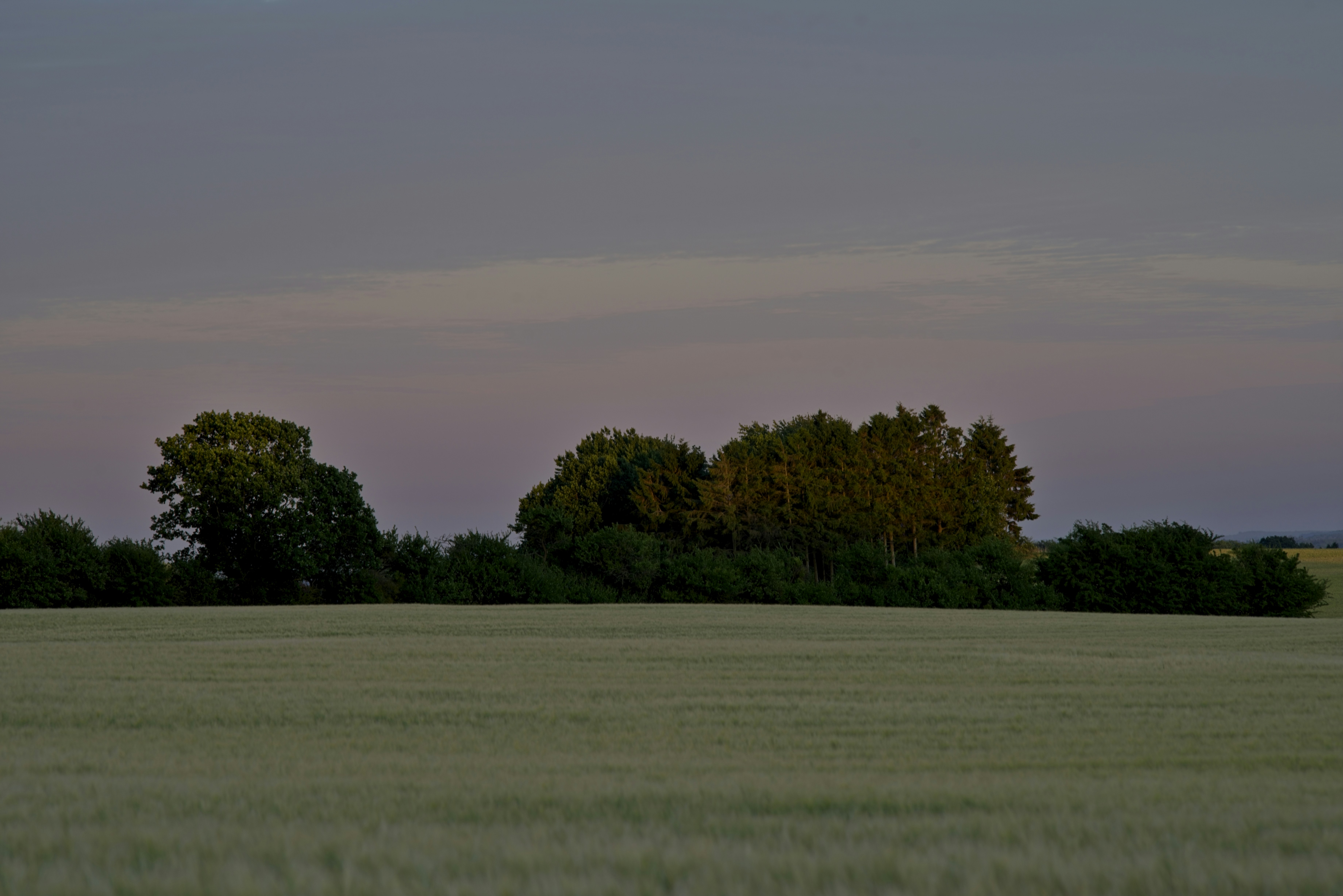 Evening Orchard Silhouettes Across a Quiet Field