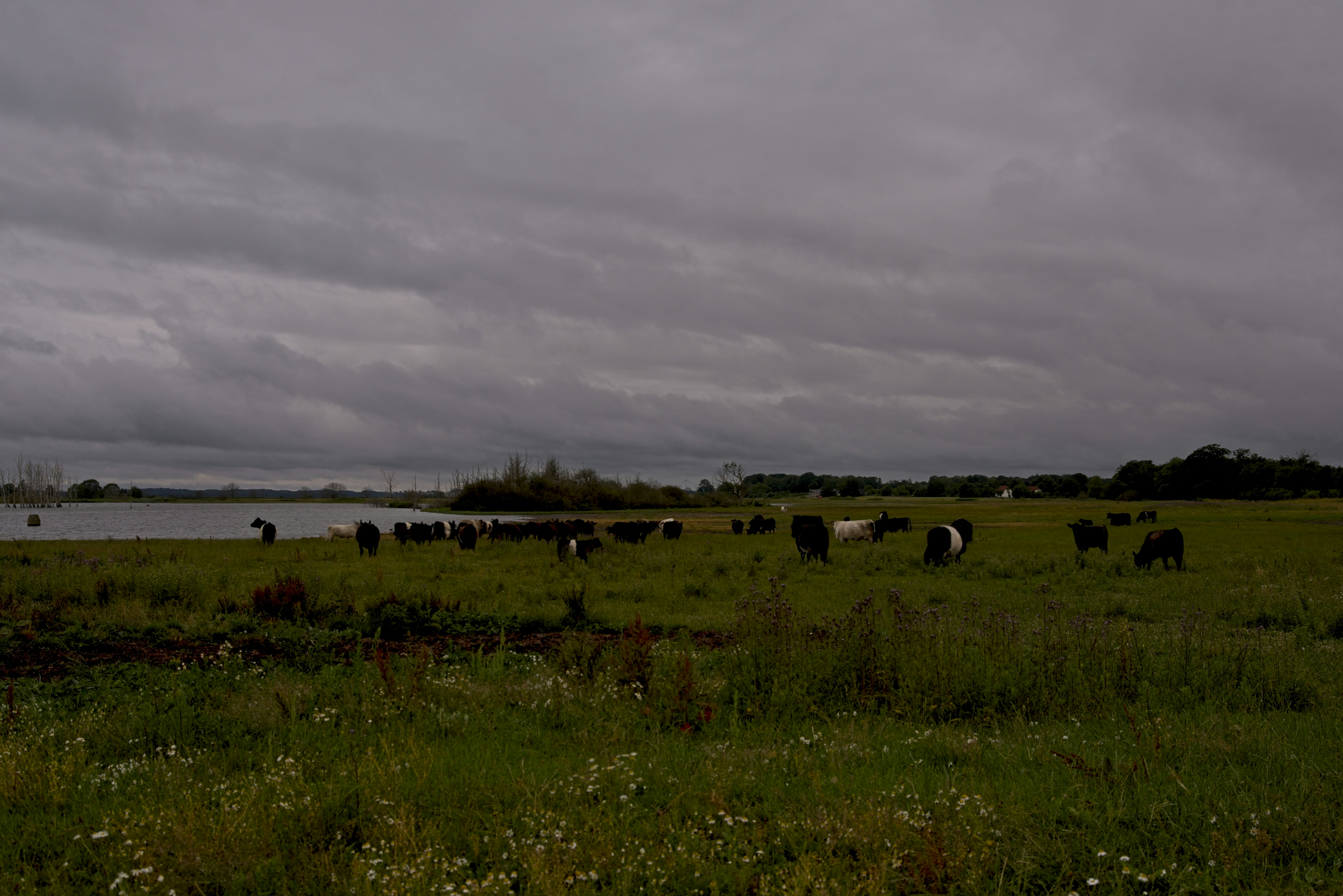 Herd at Dusk: Cattle Across a Quiet Prairie