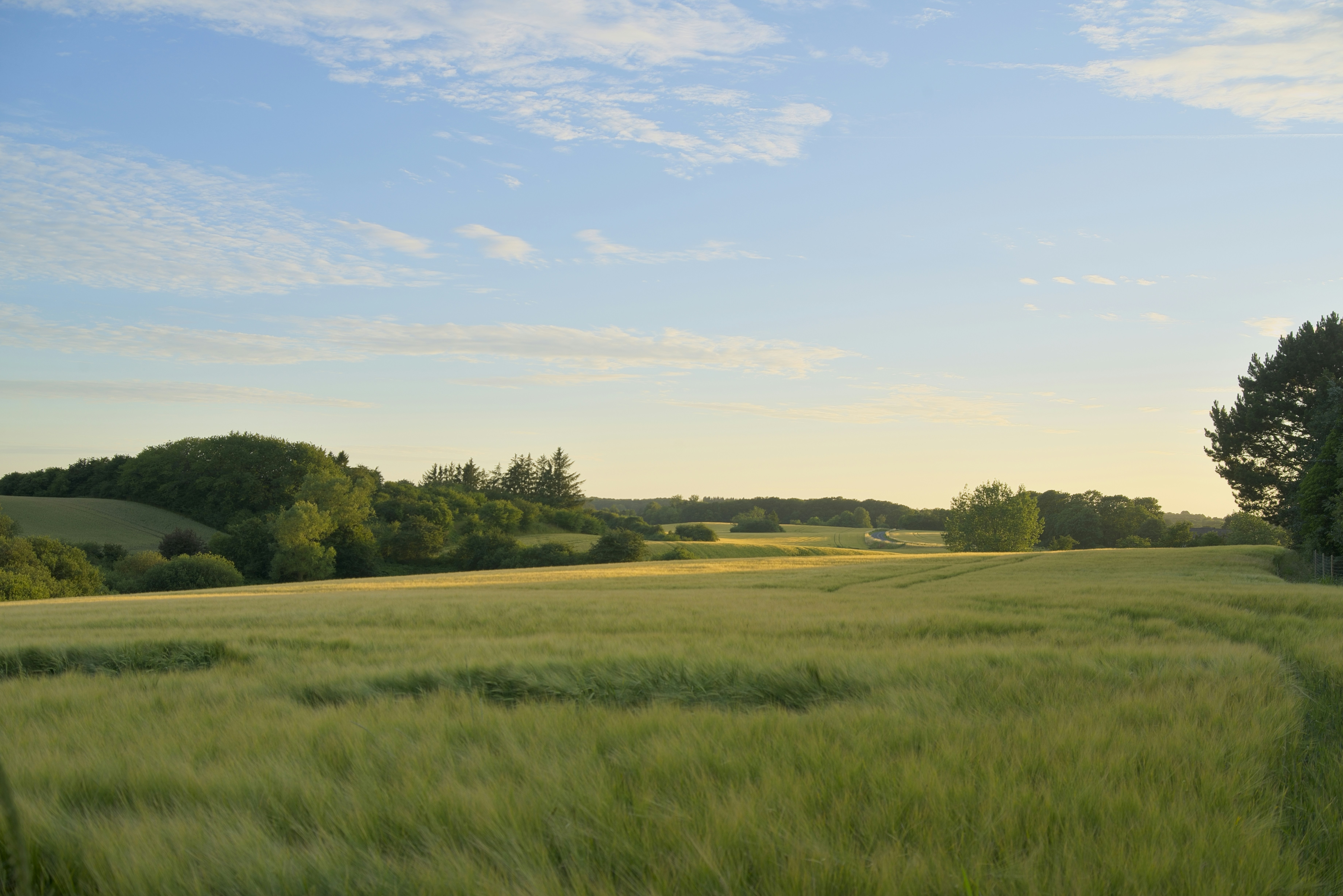 Golden Rolling Fields at Dusk Over Verdant Hills