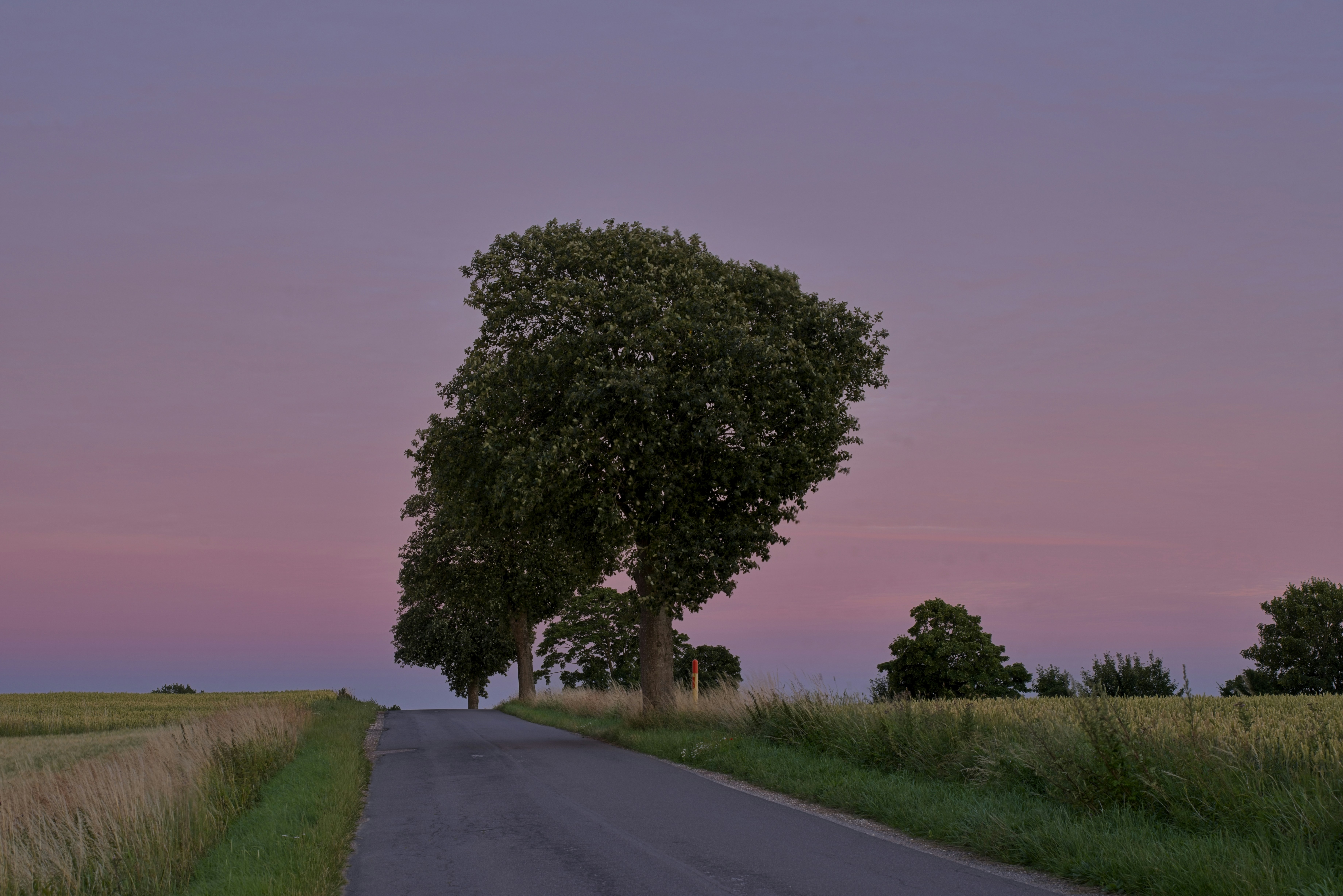 A tranquil country road stretches toward a striking cluster of trees near Leestrup by Faxe, Denmark, silhouetted against a vivid pink-and-purple sky on a hot late-summer evening in July. Ripening wheat fields flank the asphalt lane, their golden stalks meeting soft green verges. The dense, rounded treetops stand like a natural gateway framing the road ahead, while smaller trees dot the horizon under the fading afterglow of sunset. The scene captures the calm stillness of a warm Danish summer night, where daylight lingers softly in the sky long after the sun has dropped below the fields.