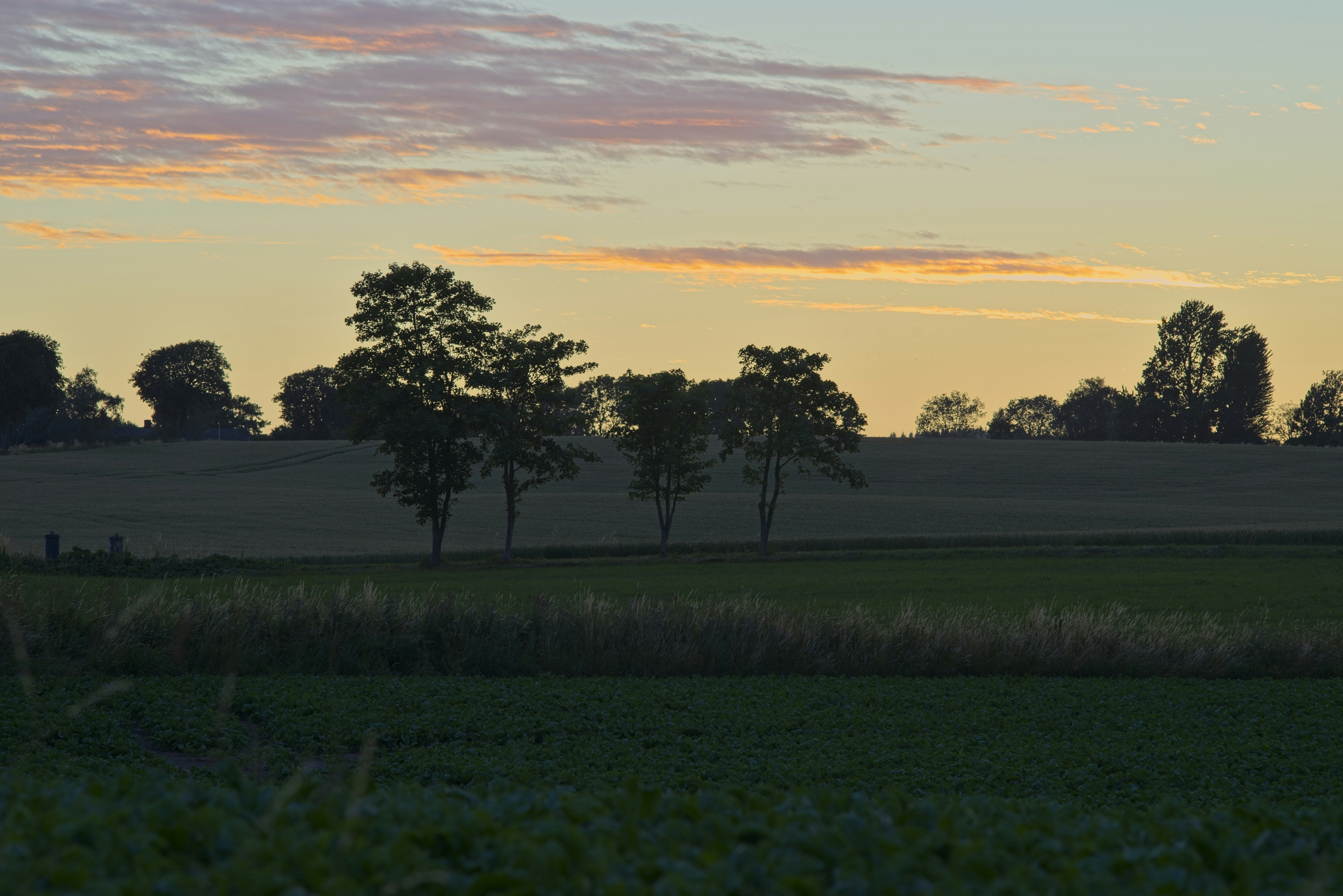 Sunset Lineage: a Quiet Row of Trees on the Horizon