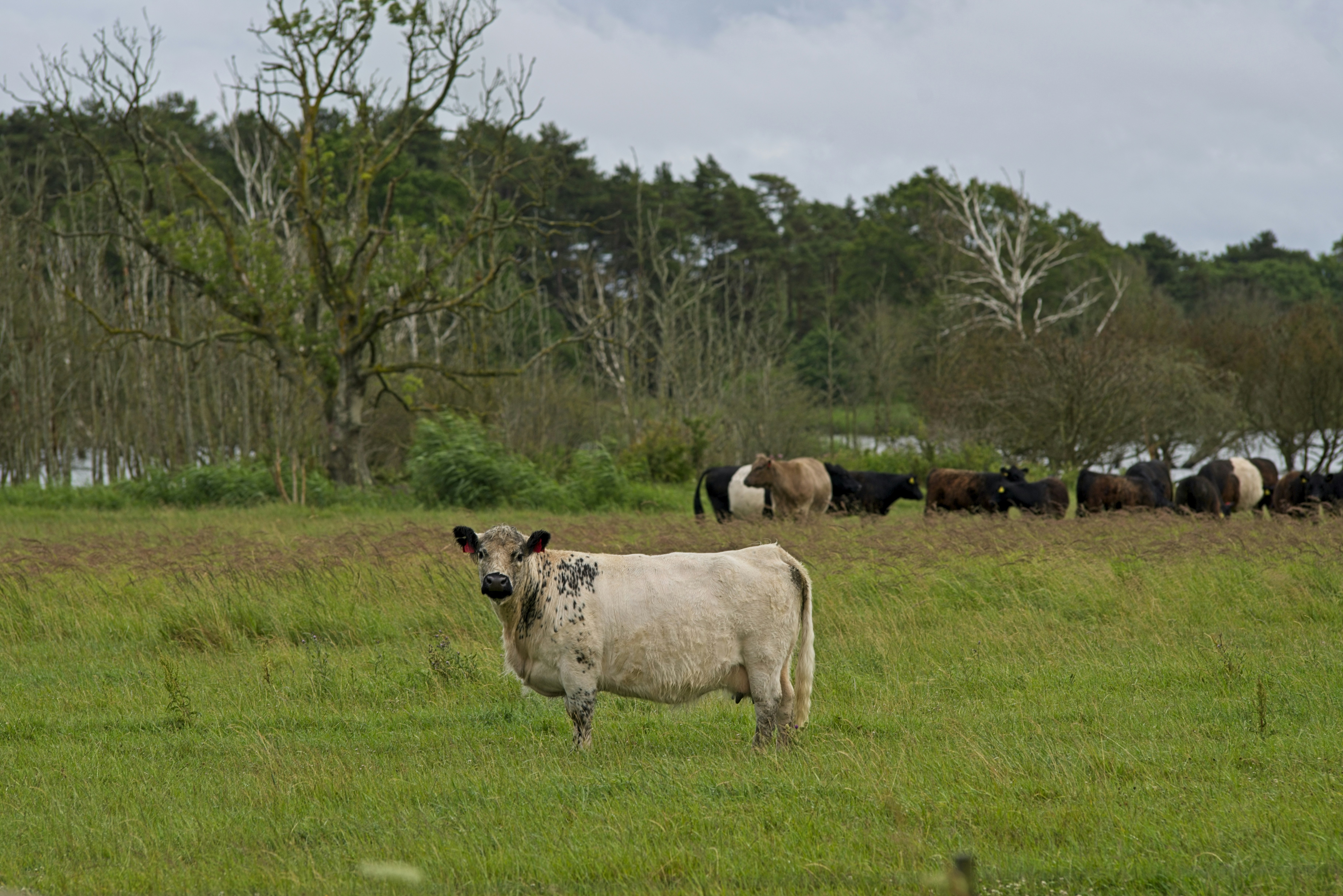 Pasture Sentinel: A lone cow surveying a meadow as distant herd drifts beyond trees