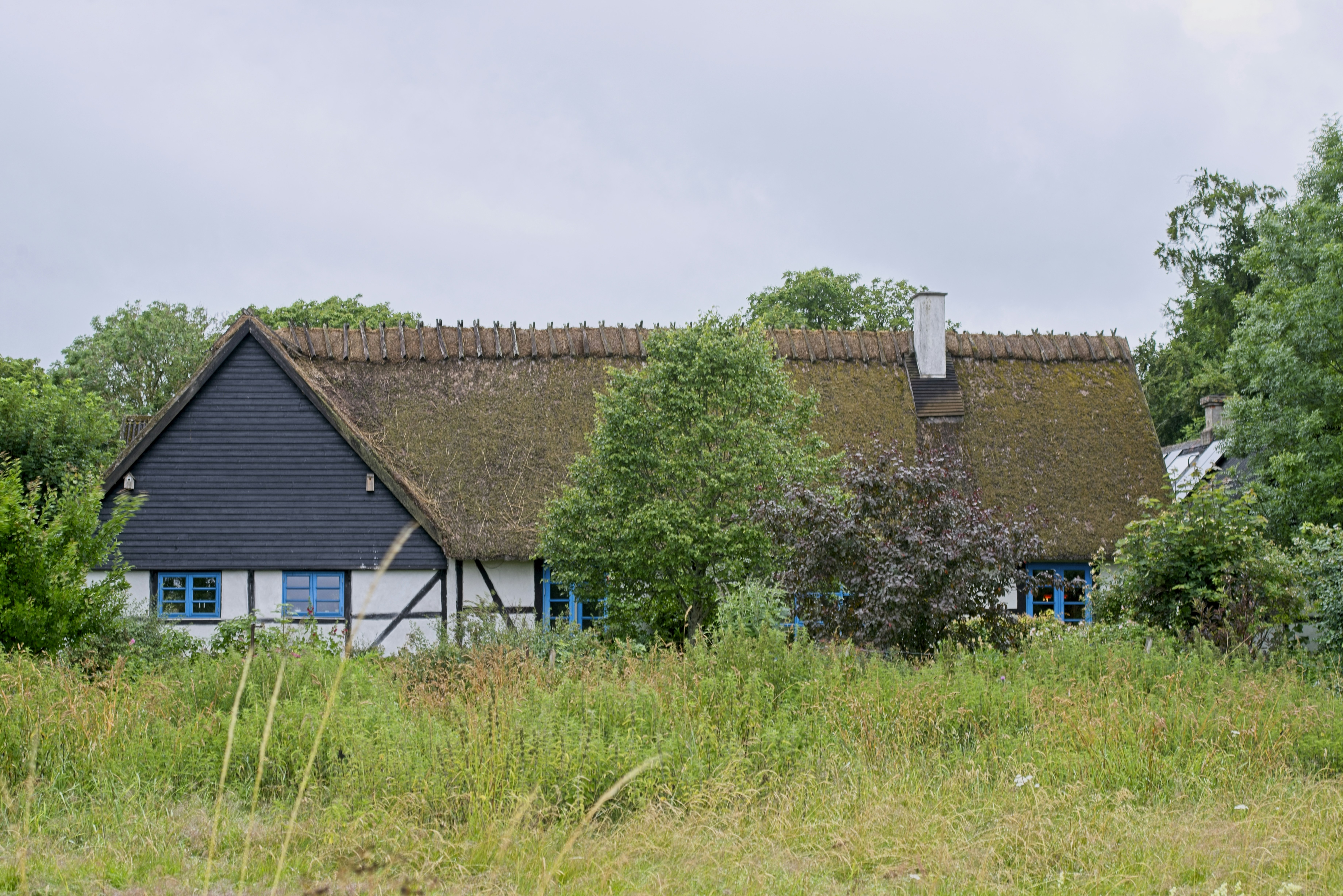 Thatched Cottage Beneath a Quiet Green Canopy