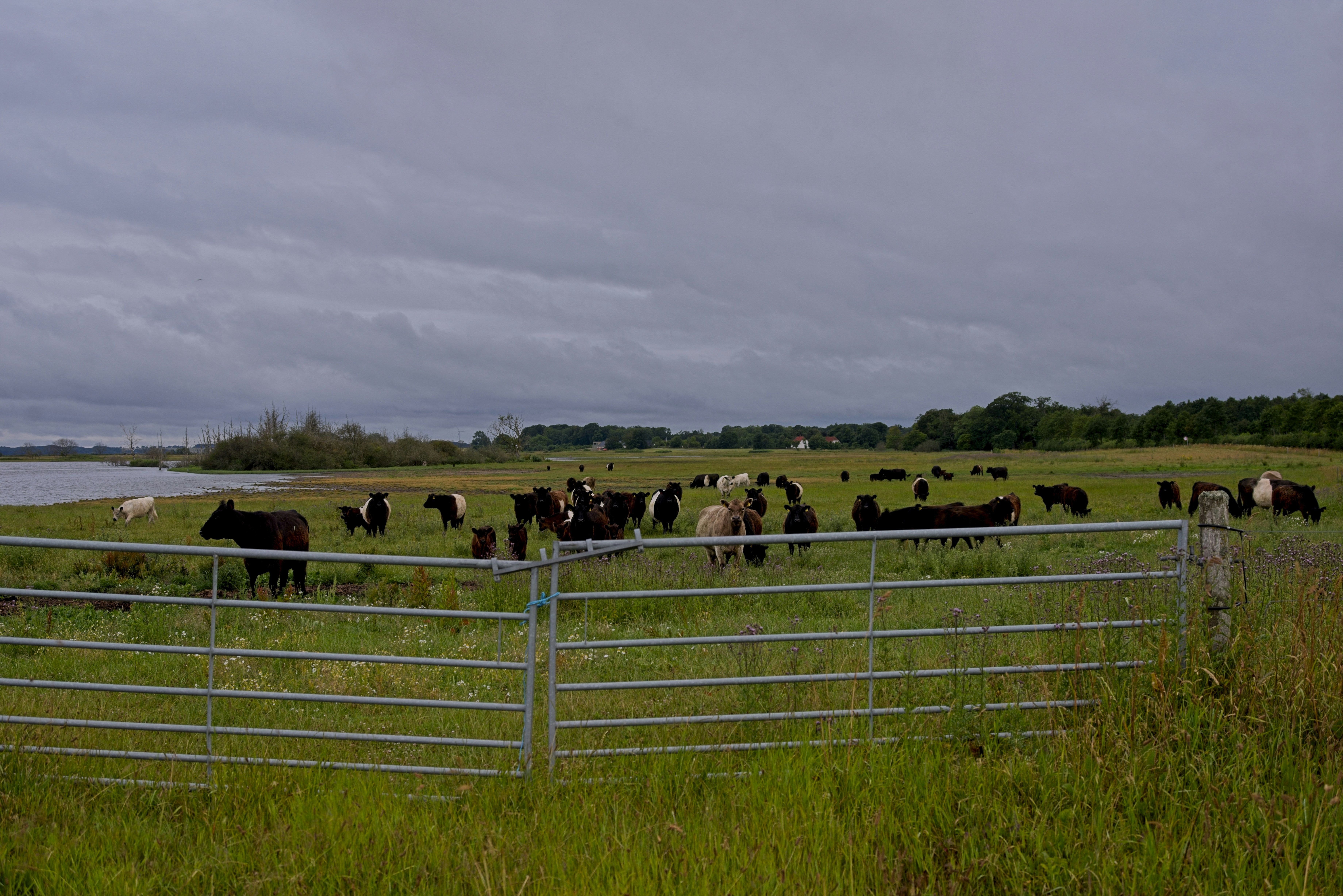 Pasture Commons: Grazing Herd Beyond the Metal Gate