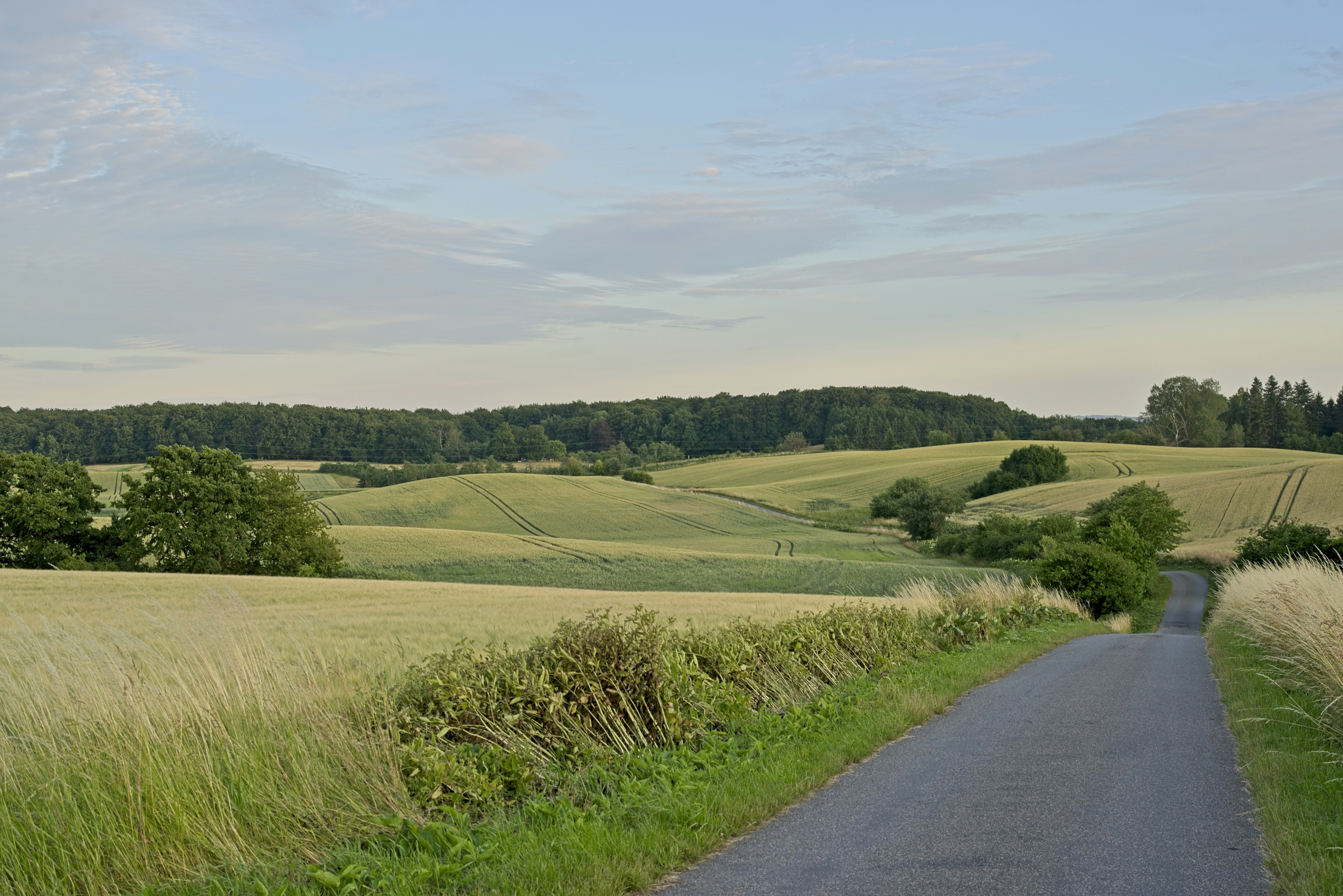 Curving Road Through Golden Fields Under a Quiet Sky