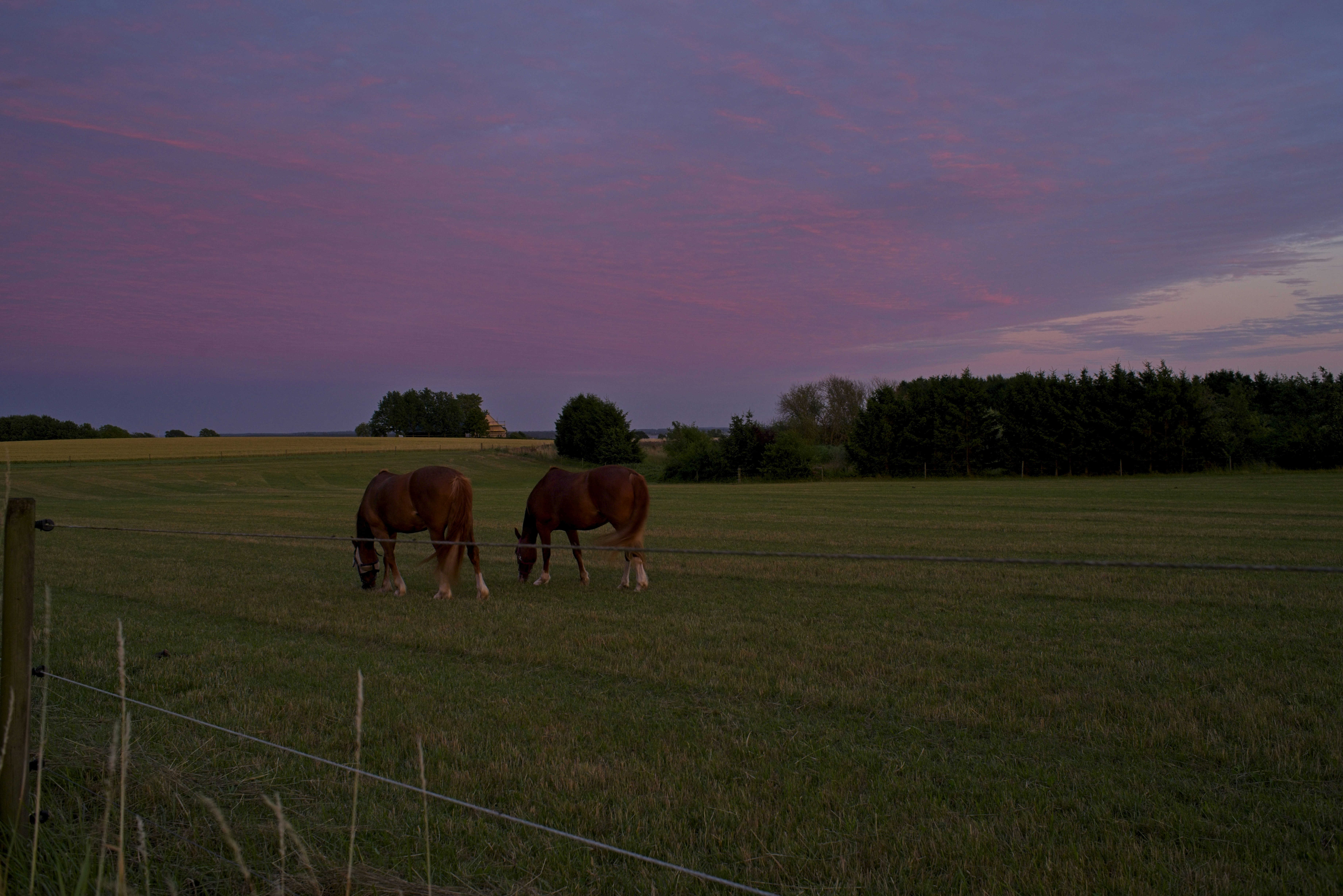 Two chestnut horses graze peacefully in a fenced pasture near Leestrup by Faxe, Denmark, under a dramatic purple-and-pink twilight sky on a hot late-summer evening in July. A wire fence stretches across the foreground, leading toward the softly lit field where the horses stand with heads lowered. Beyond them, a dark tree line borders golden grain fields fading into the dusk. The fading warmth of the day lingers in the sky's rich colors, capturing a serene, unhurried moment of rural life as daylight gently gives way to night.