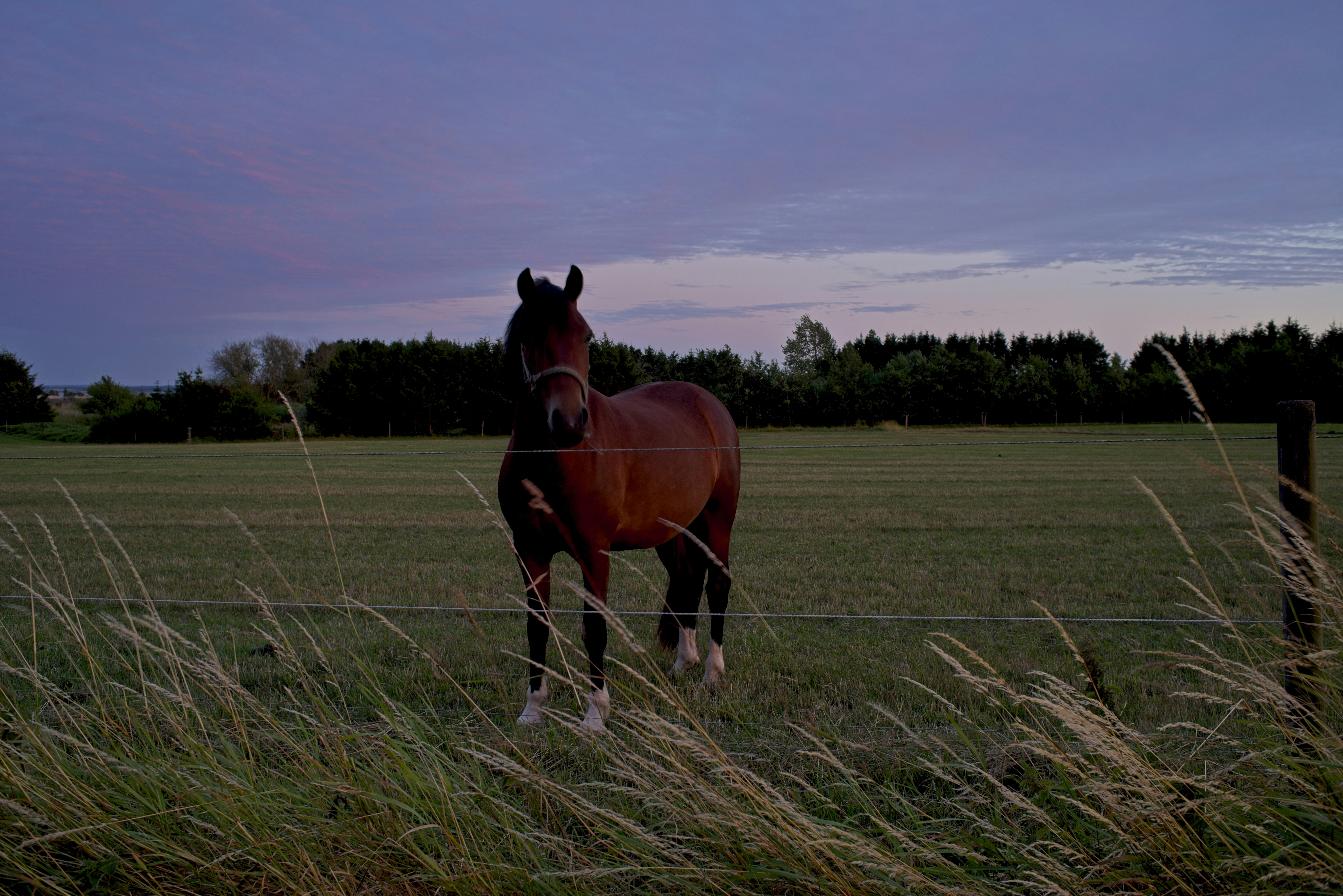 Pasture Sentinel at Dusk