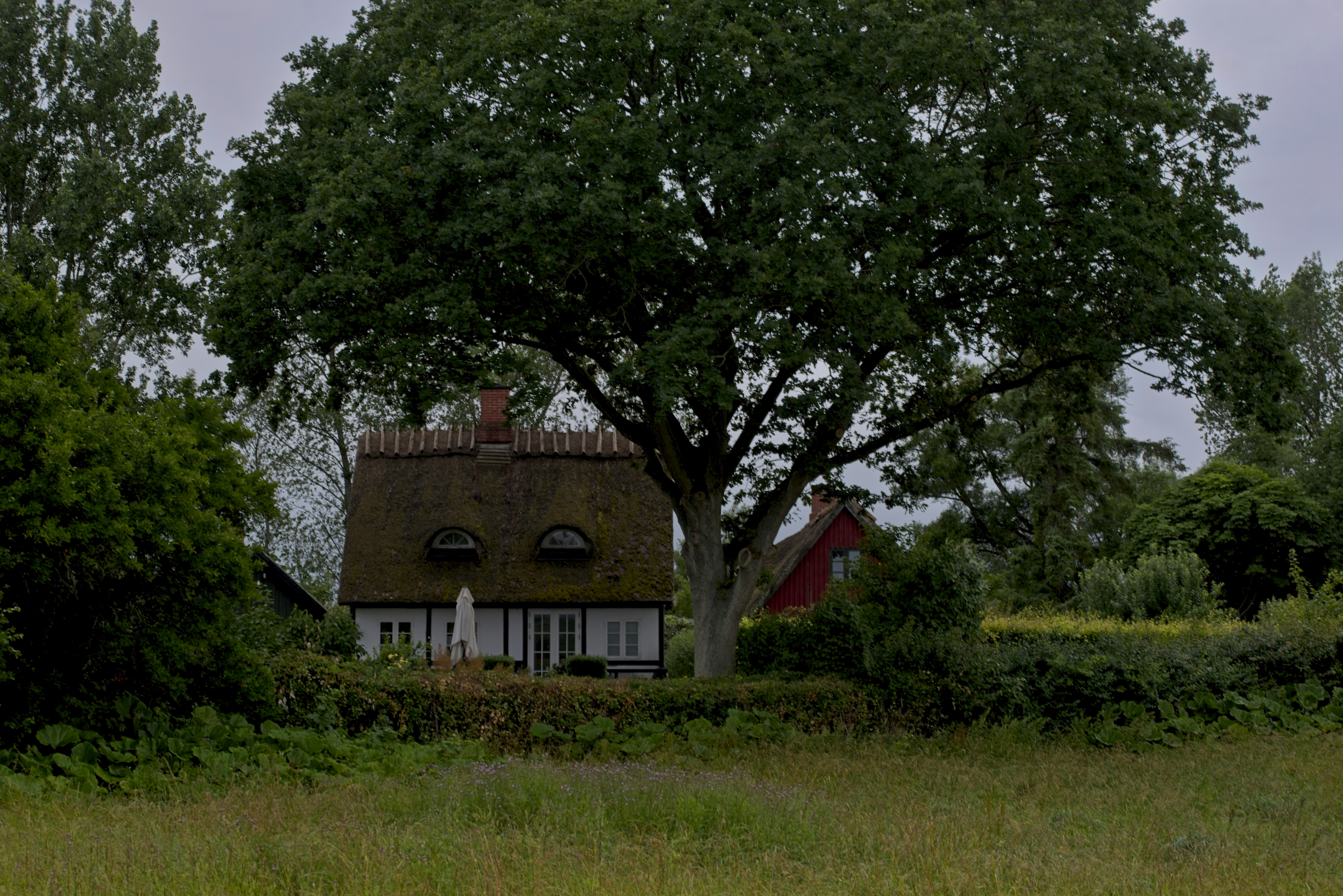 A picturesque thatched-roof cottage nestles beneath a massive spreading oak tree near Store Elmue by Faxe, Denmark, on a hot, grey summer evening in July. Charming dormer windows peek from the mossy thatch, while a red brick chimney rises above. A smaller red house sits partly hidden among the trees nearby. Dense hedgerows and tall meadow grass frame the scene, softening the cottage's rustic charm. Beneath the overcast sky, the setting captures the timeless, tranquil character of traditional Danish countryside living.