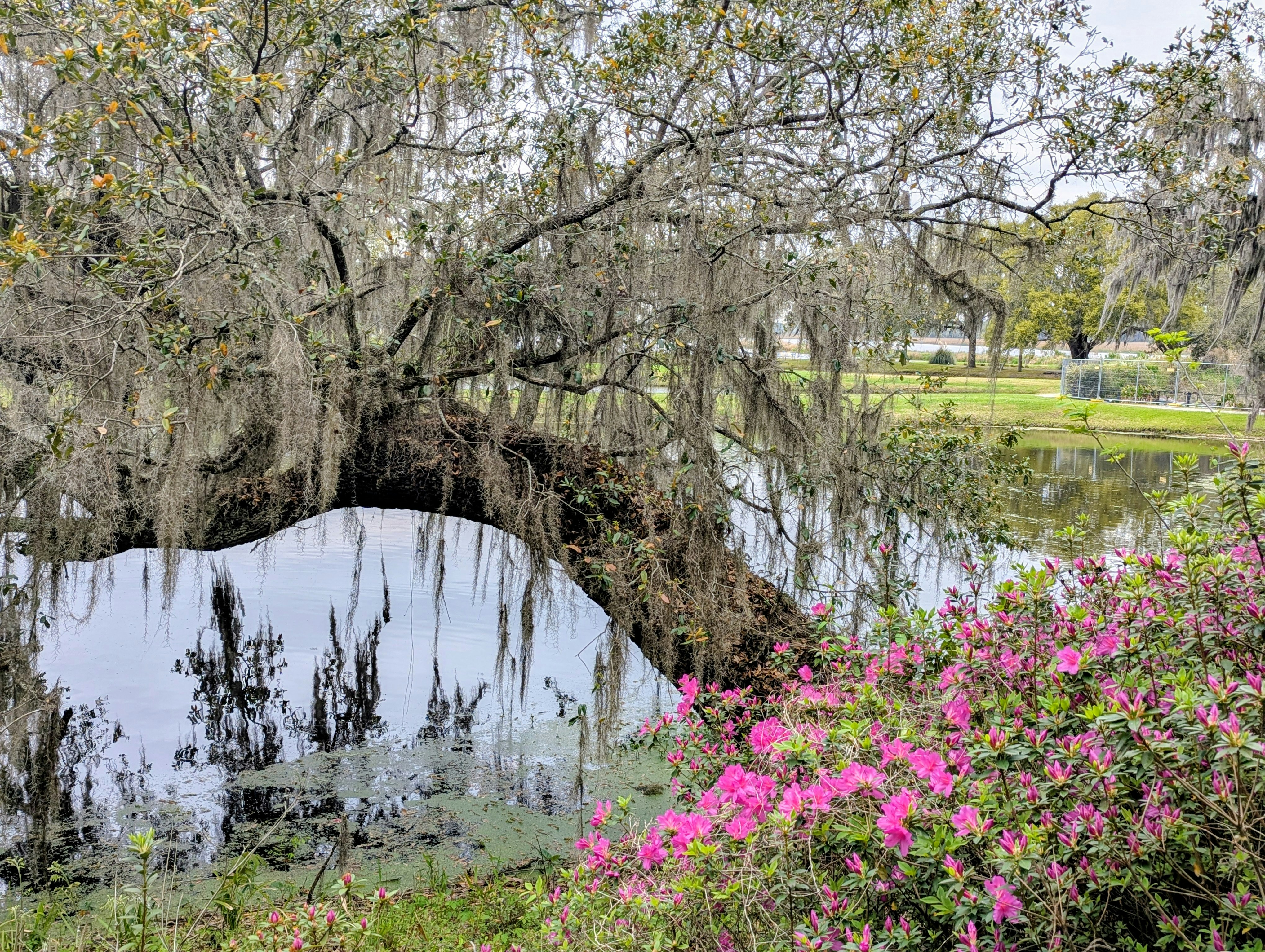 Photo by Shelley Johnson with Google Pixel 7