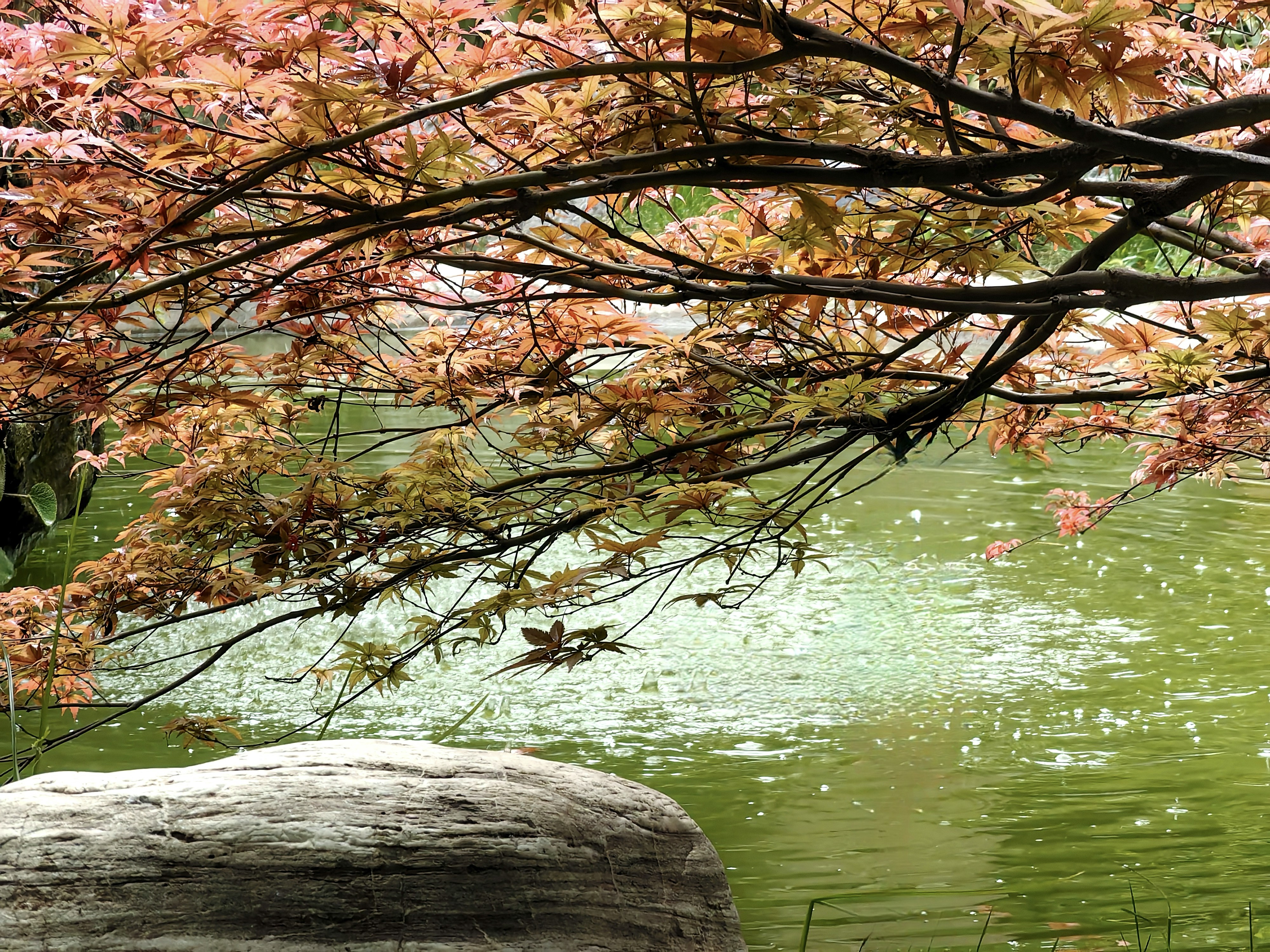 Autumn Canopy Over Quiet Waters