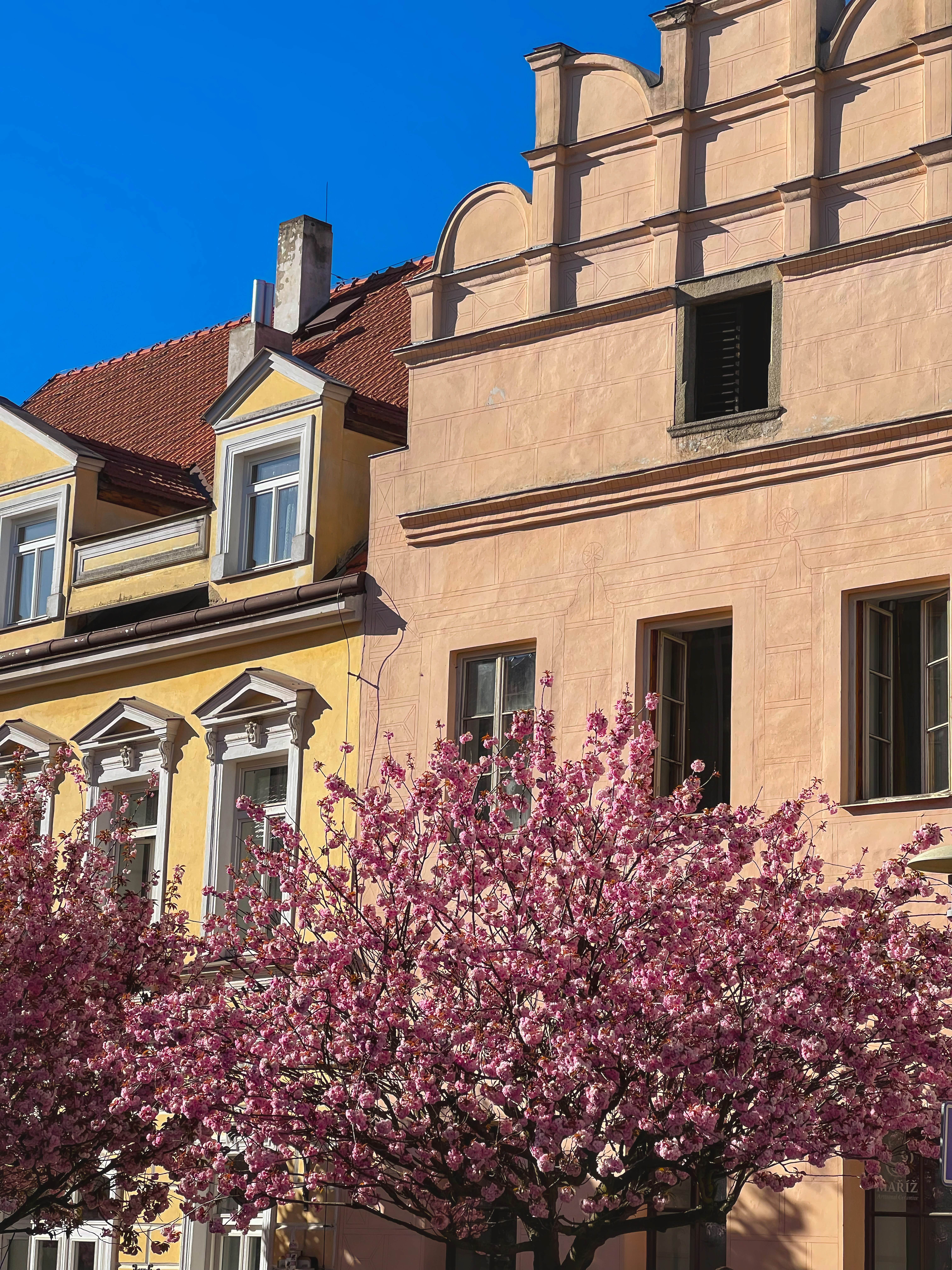 Pink flowering tree in front of pastel architectural facades under a clear blue sky, with period windows and decorative accents.