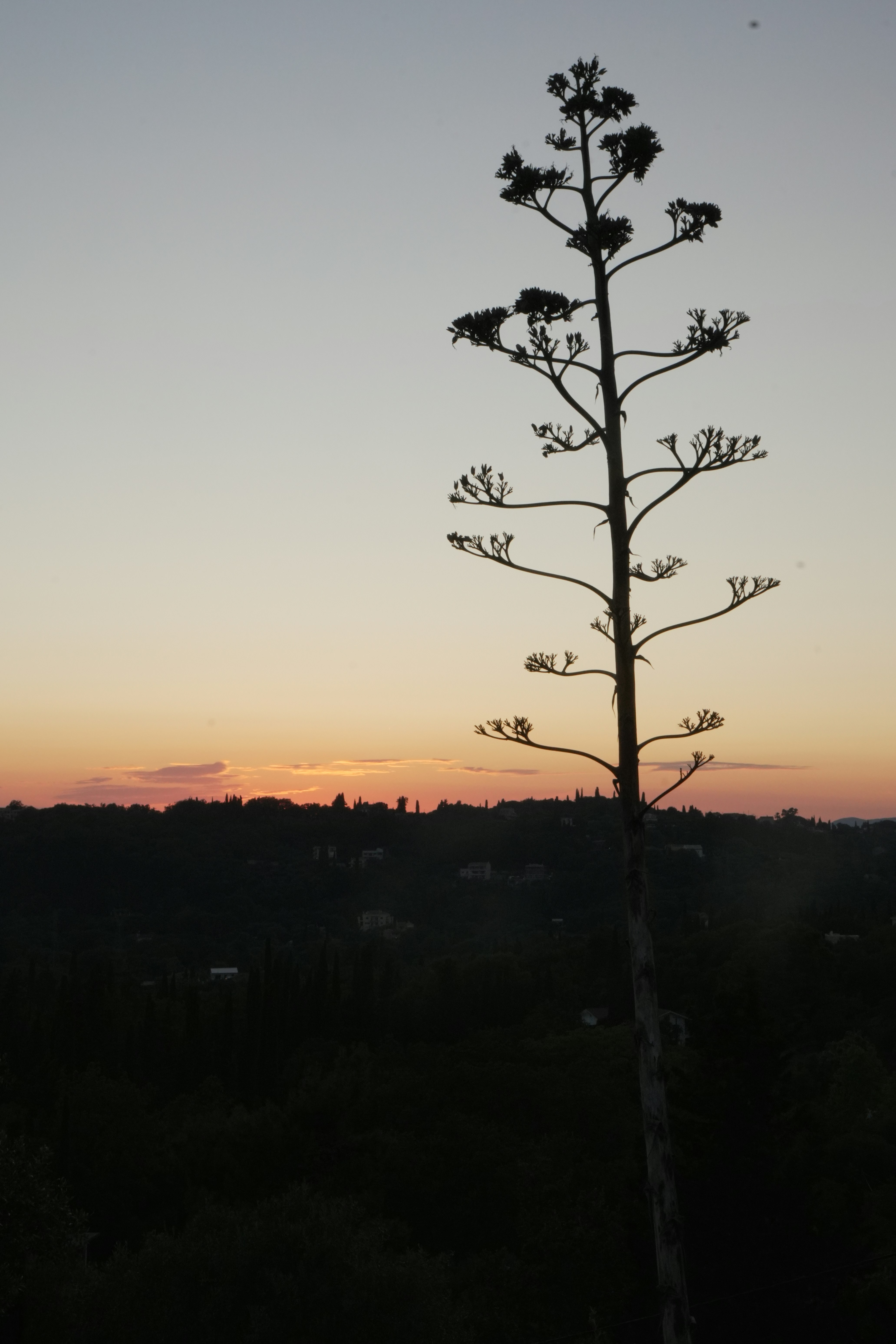 Silhouette Sentinel at Dusk: A Lone Tree Against a Quiet Horizon