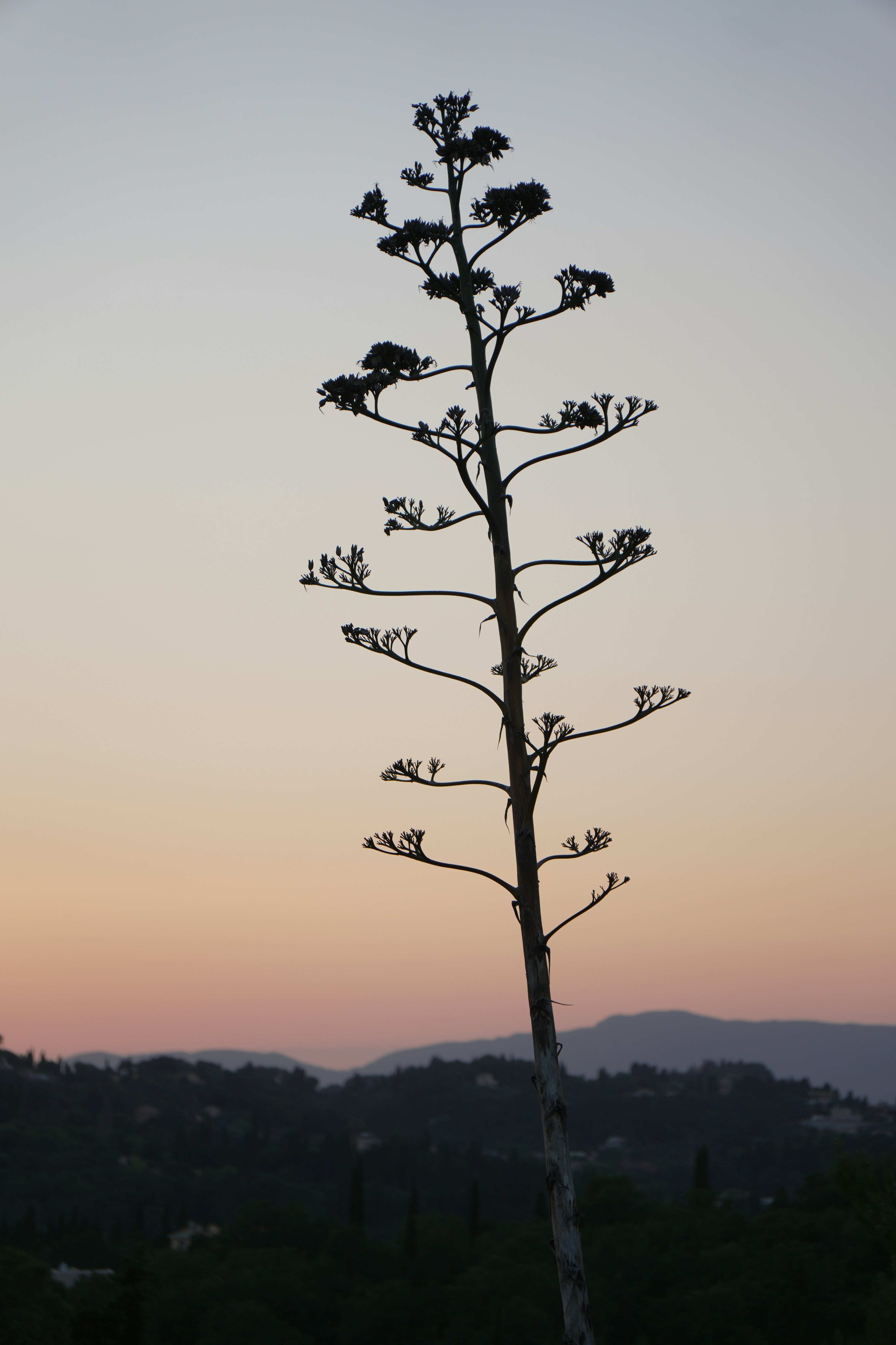 Silhouetted Agave Sentinel at Sunset