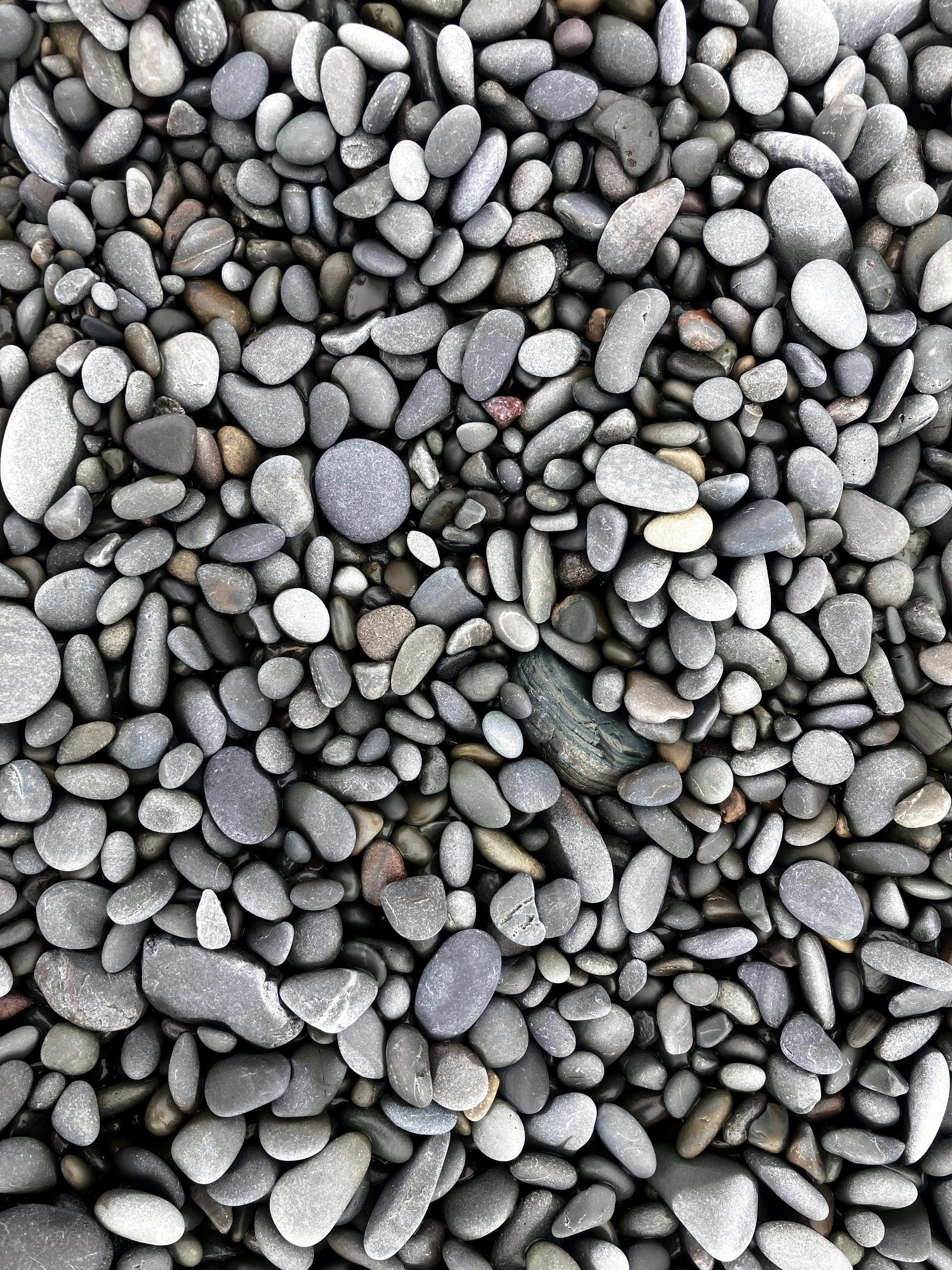 A dense field of smooth, multi-hued pebbles covering the ground with varied gray, tan, and bluish tones, creating a tactile natural texture.