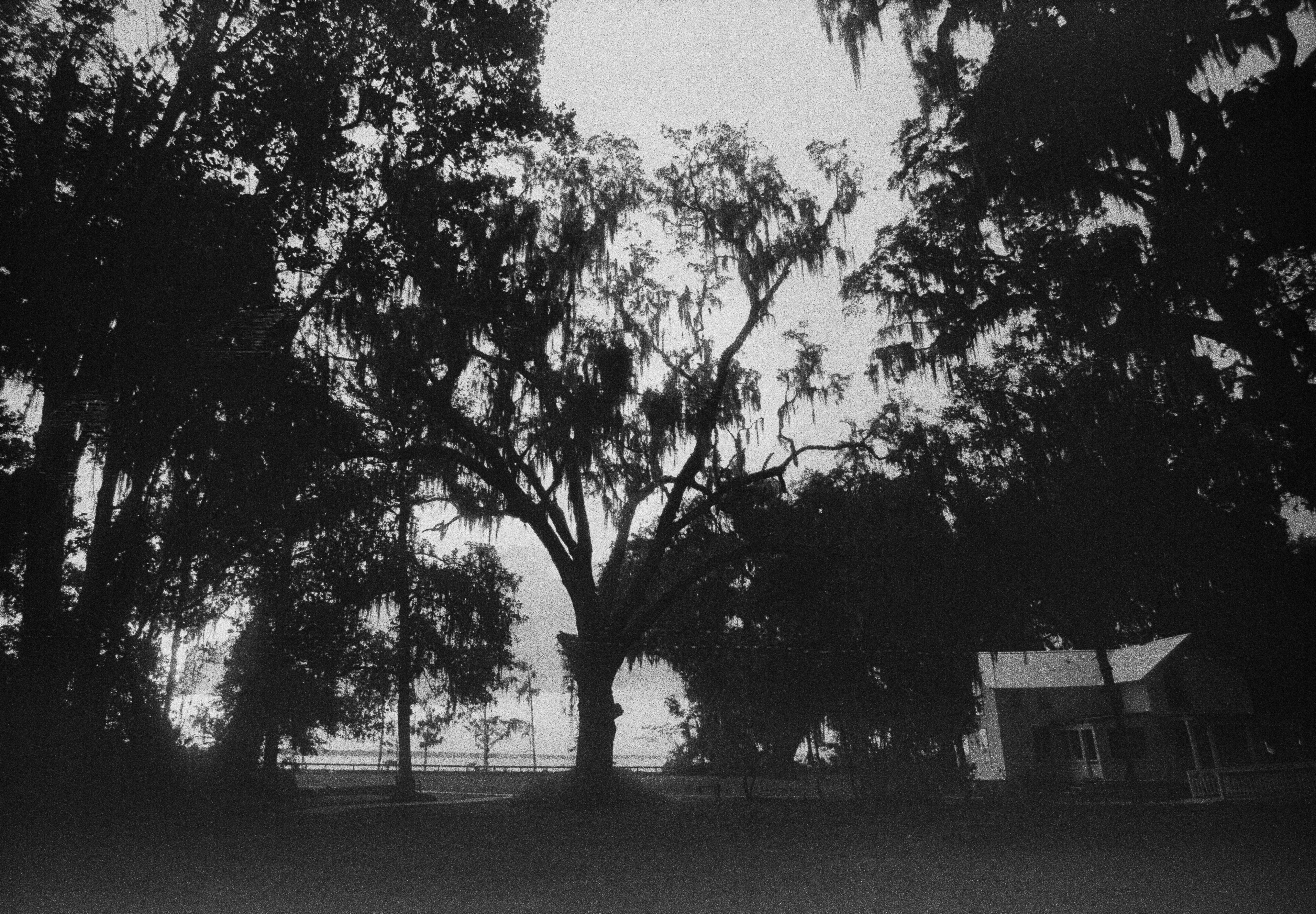 Silhouette of an Old Tree by the Quiet Lake