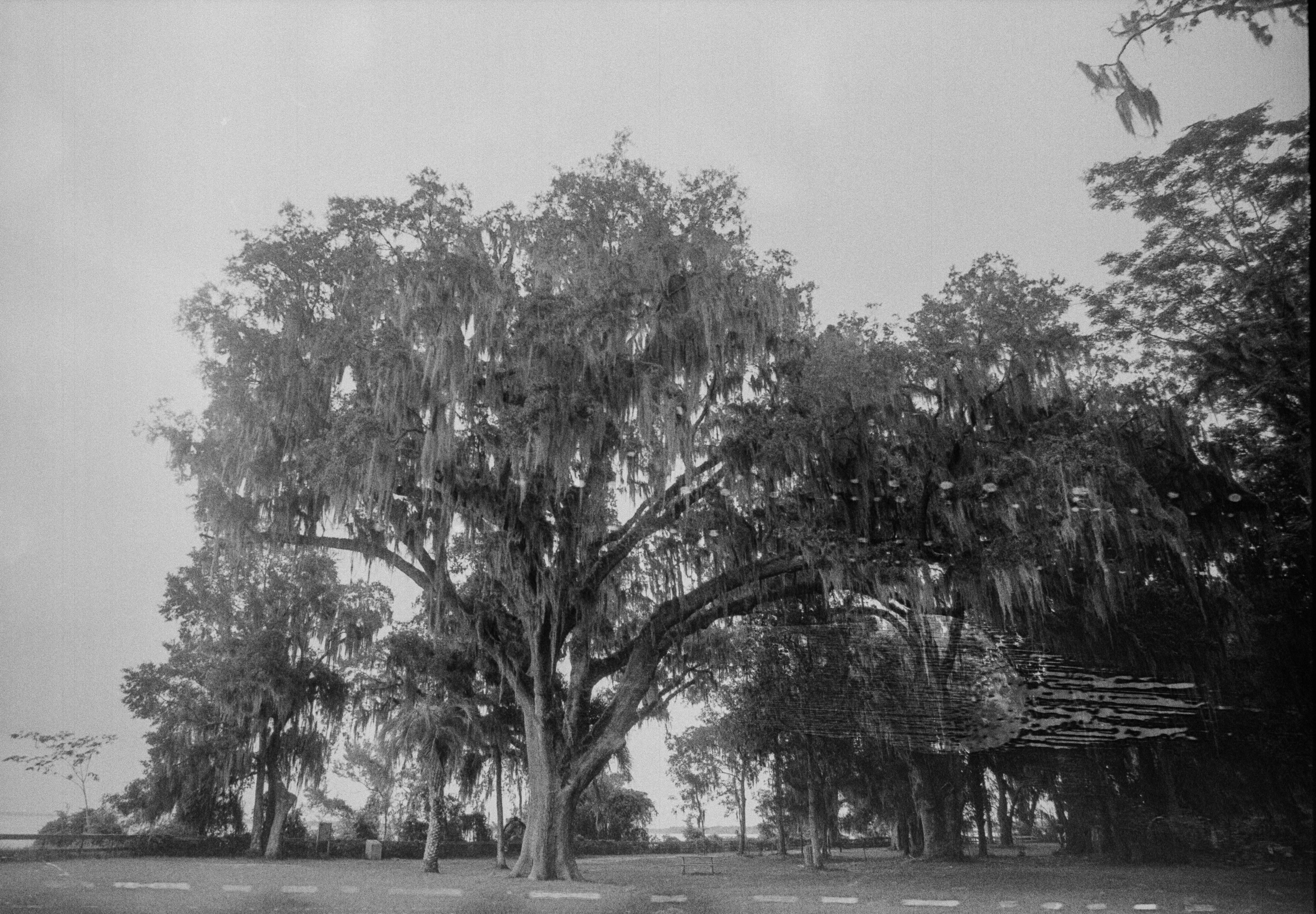 Ancient Banyan Beneath a Quiet Sky