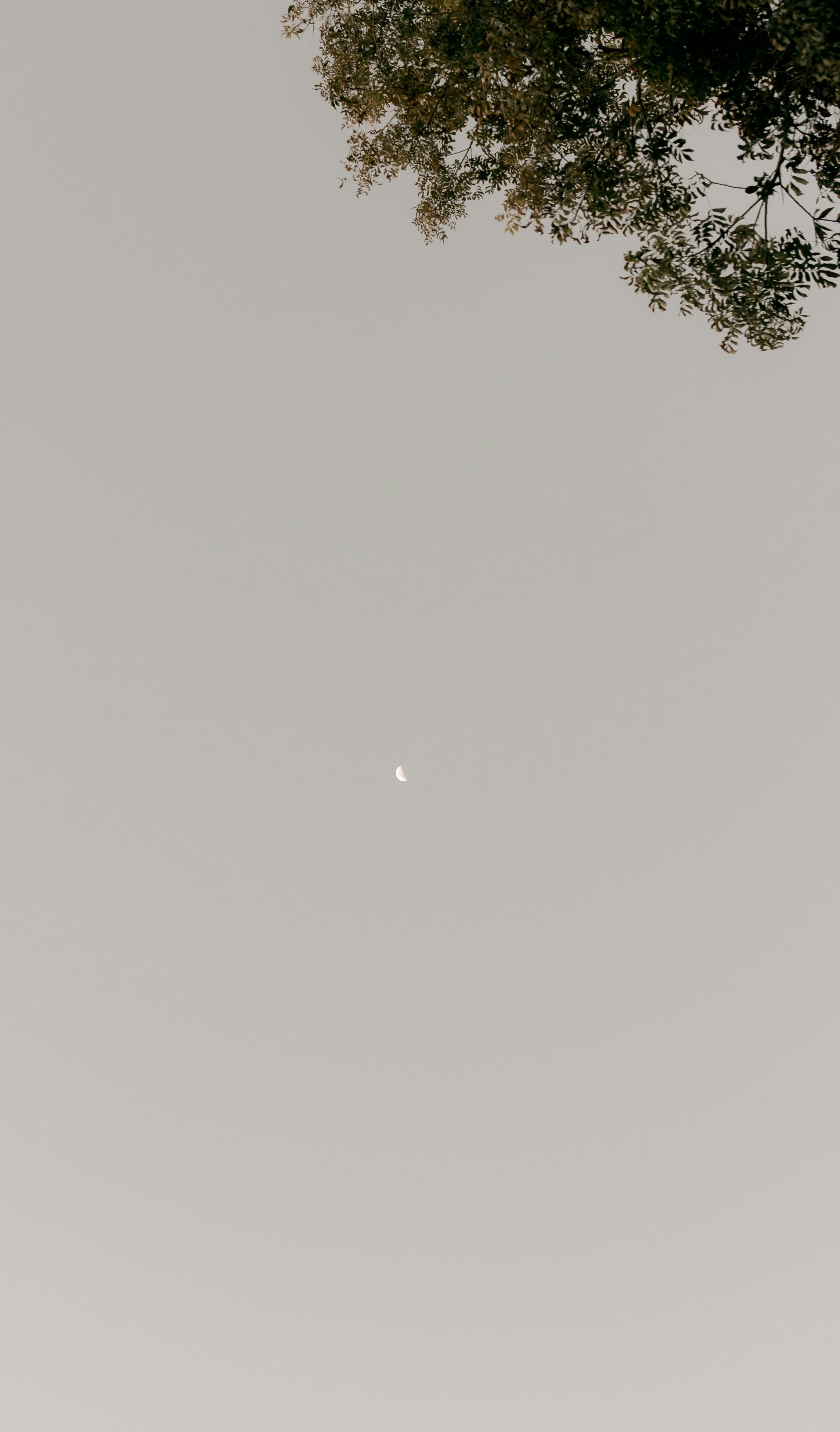 Moonlit Branches: A Quiet Sky with Dimming Crescent