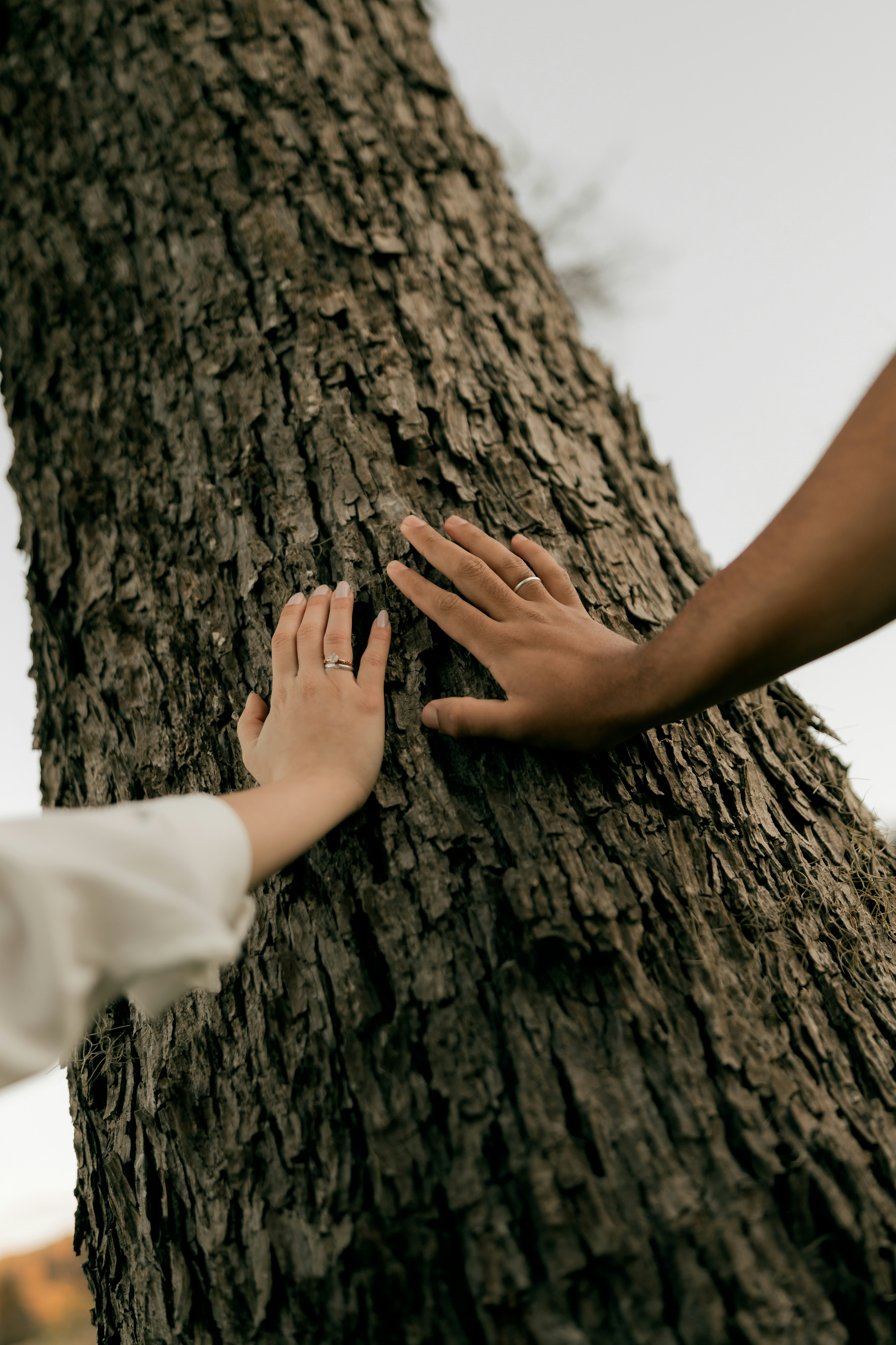 Hands on Bark: A Family Moment Embracing a Tree