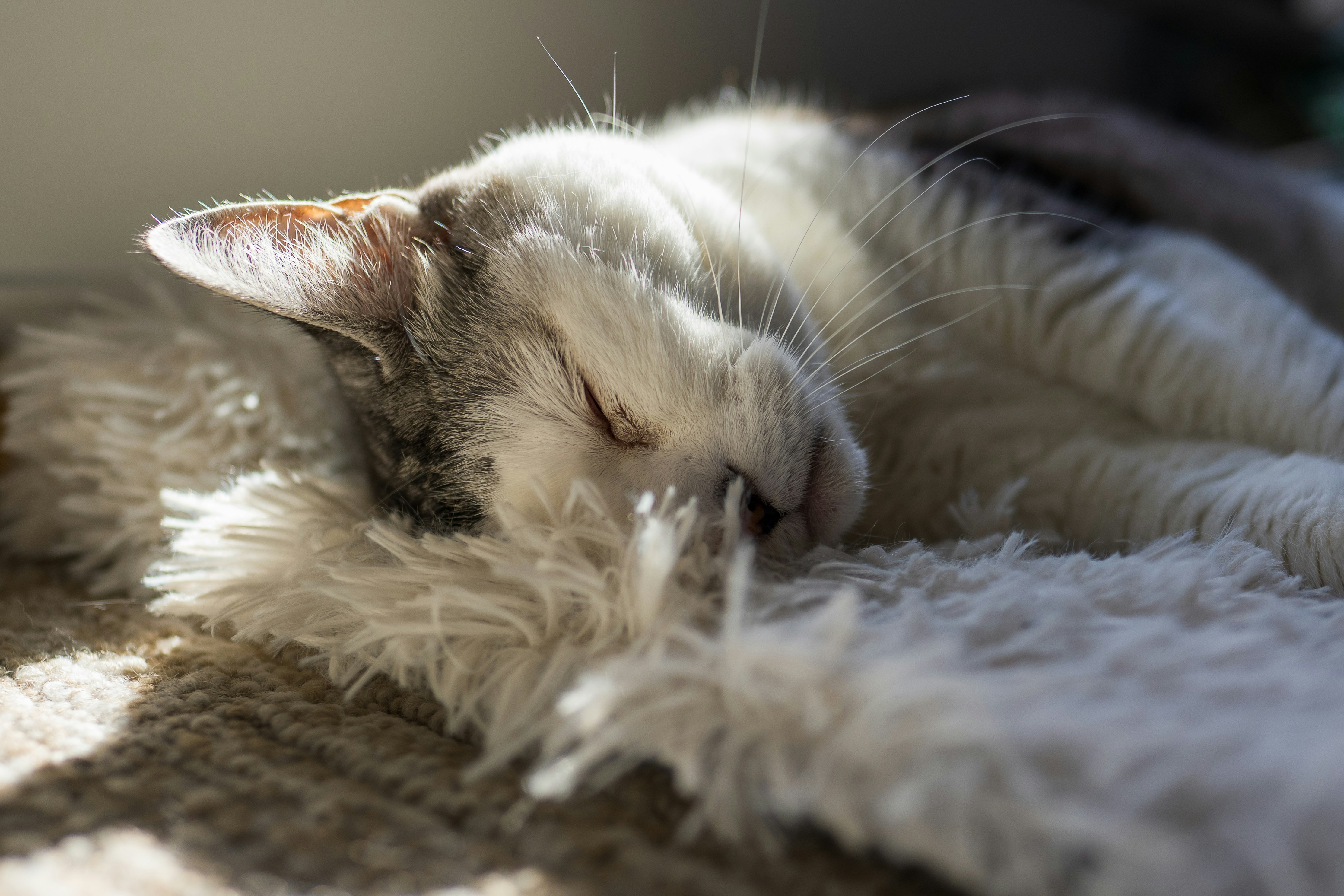 A sleeping cat on a fluffy blanket bathed in sunlight.
