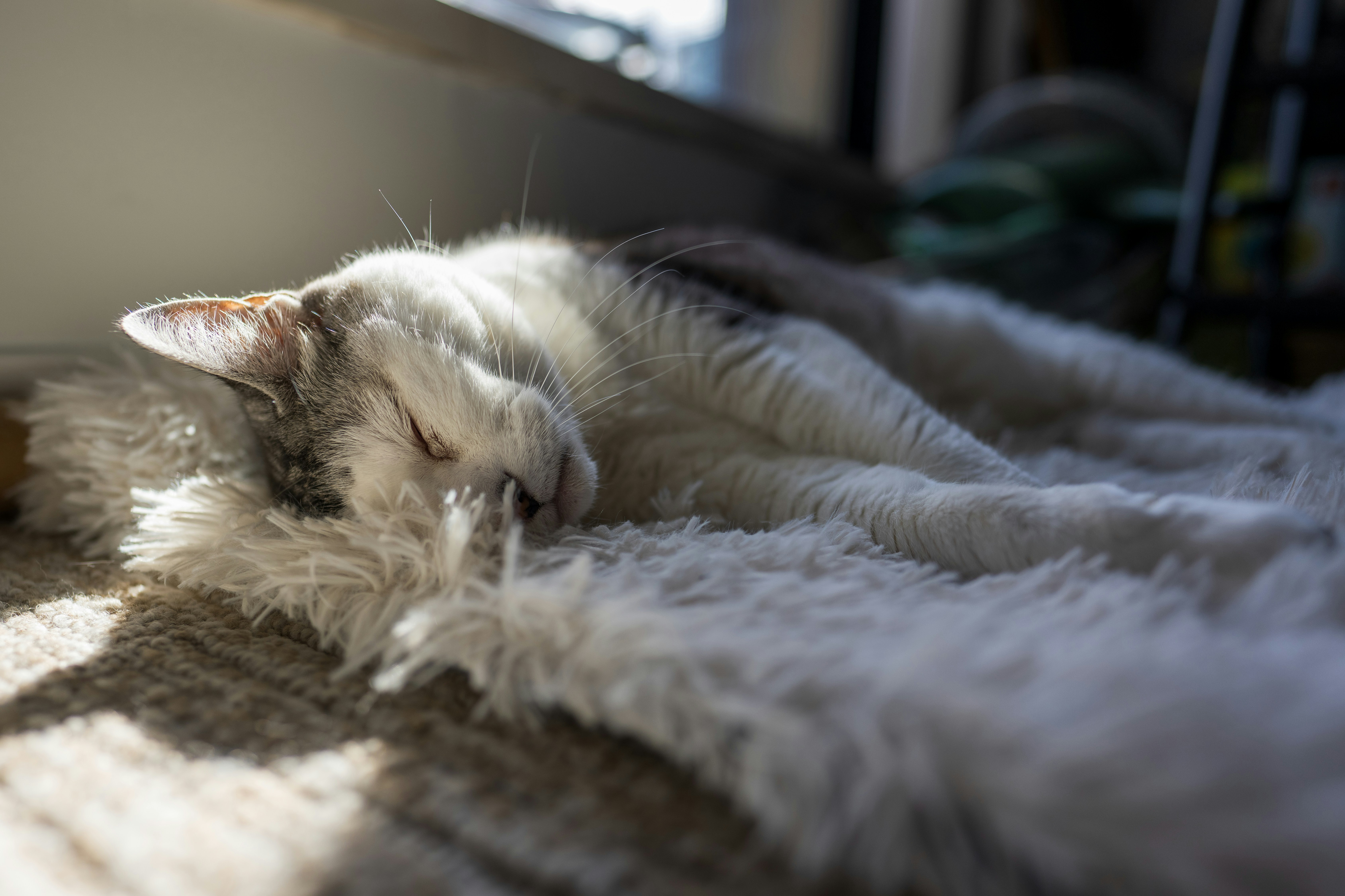 Sunlit Slumber: A Cat Dozes on a Plush Rug