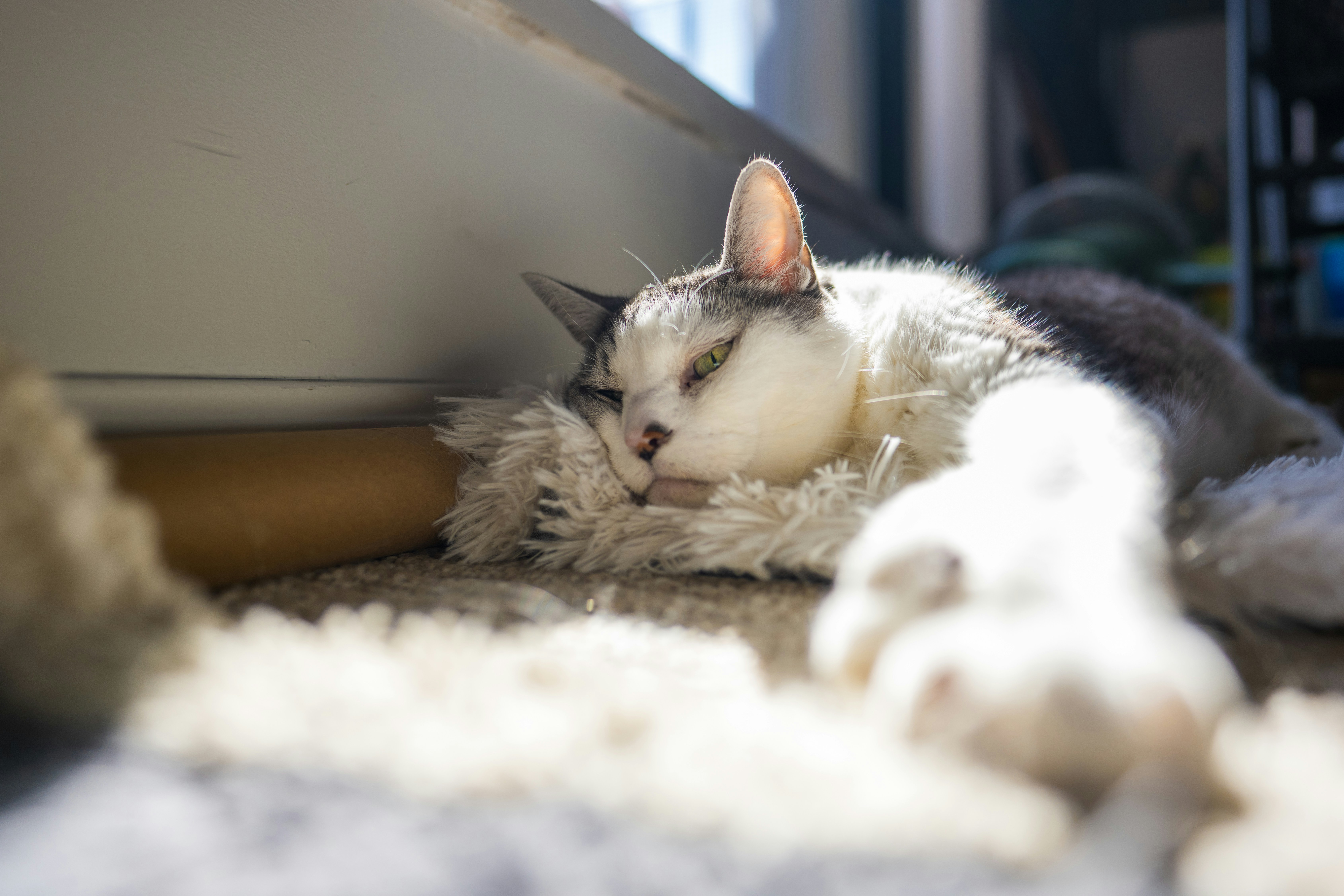 Sunlit Slumber: A Cozy Cat Reaches for Dreamland