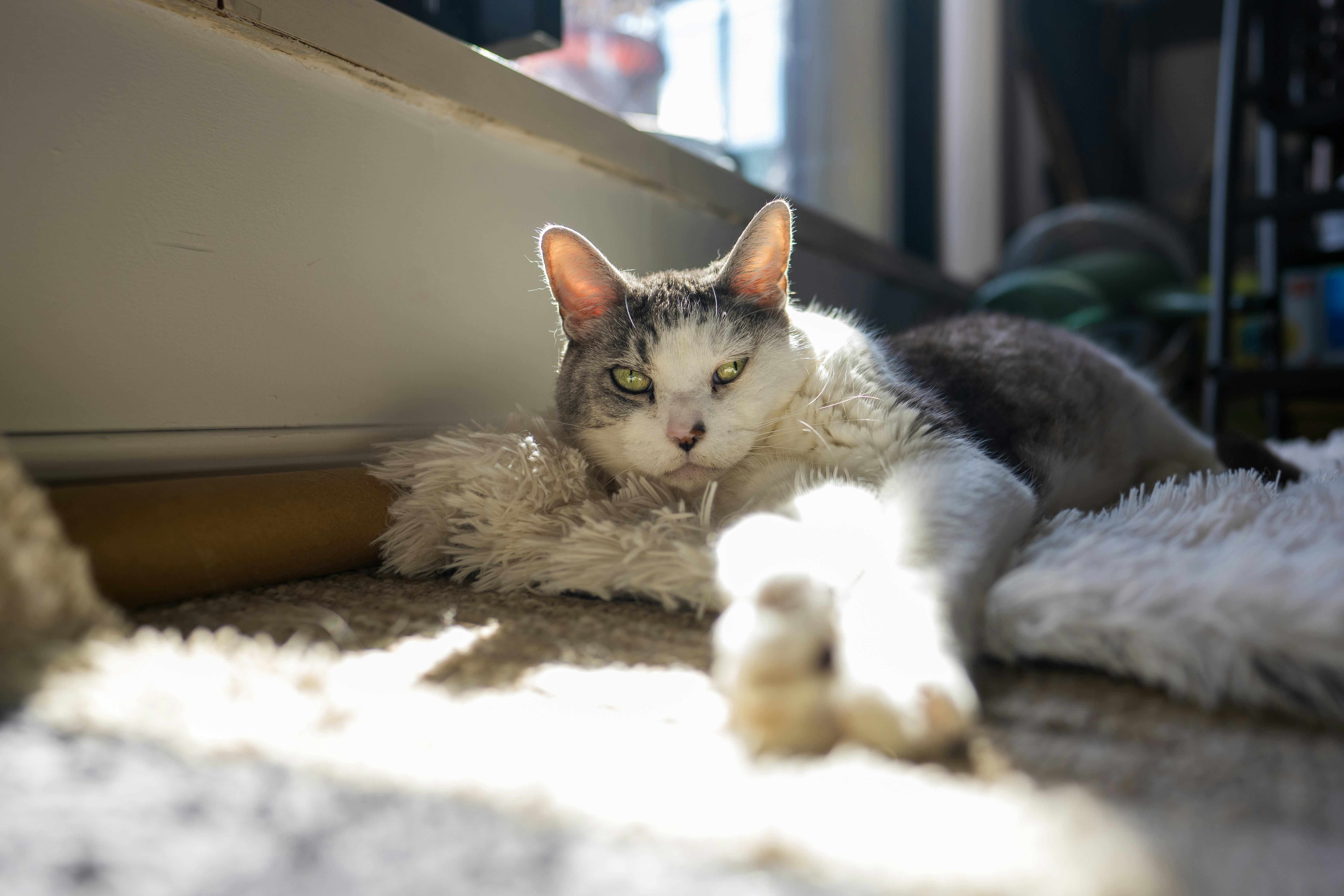 Sunlit Slumber: A Cozy House Cat Resting in Window Light