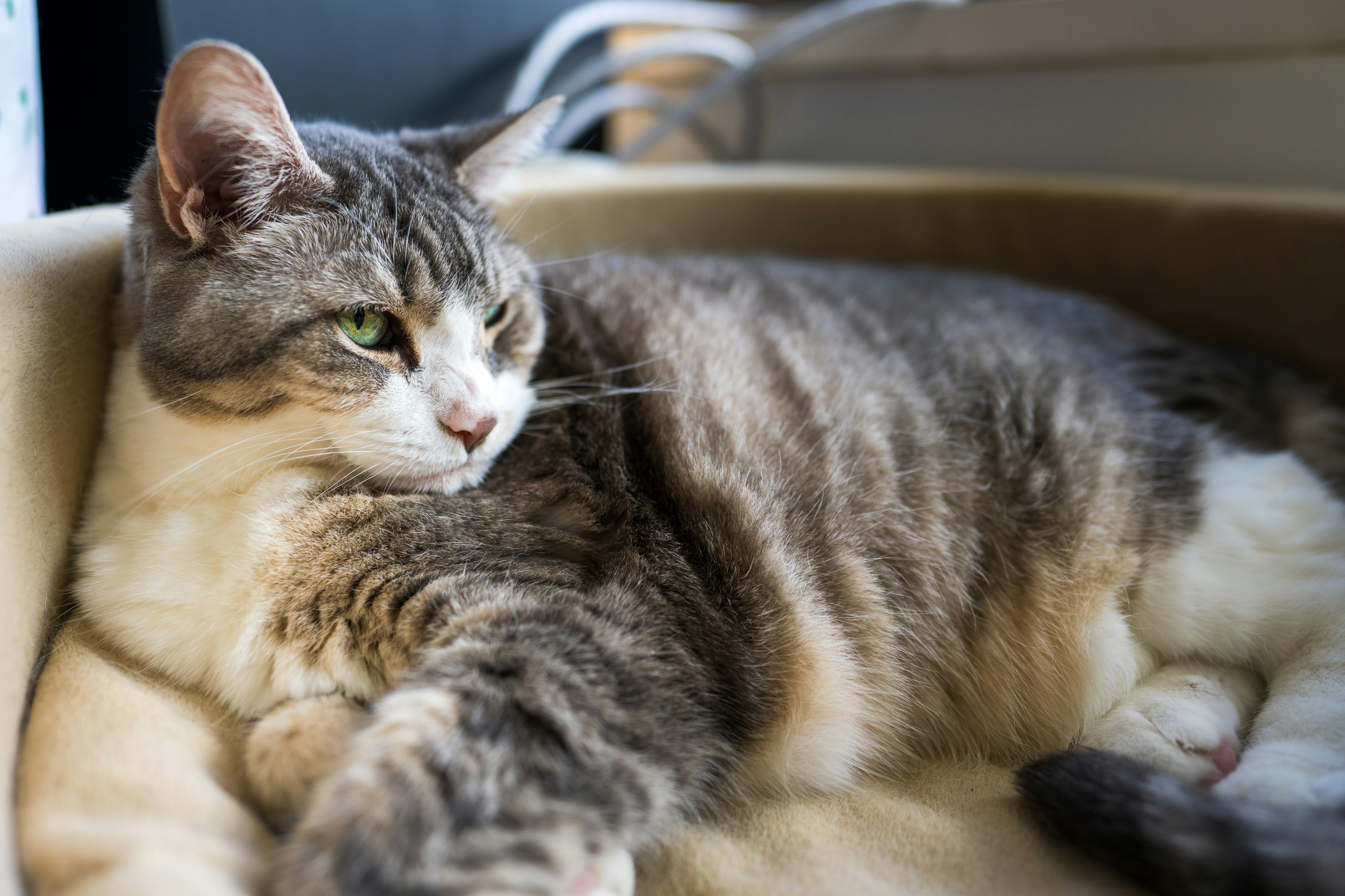 Calm tabby in a sunlit catnap