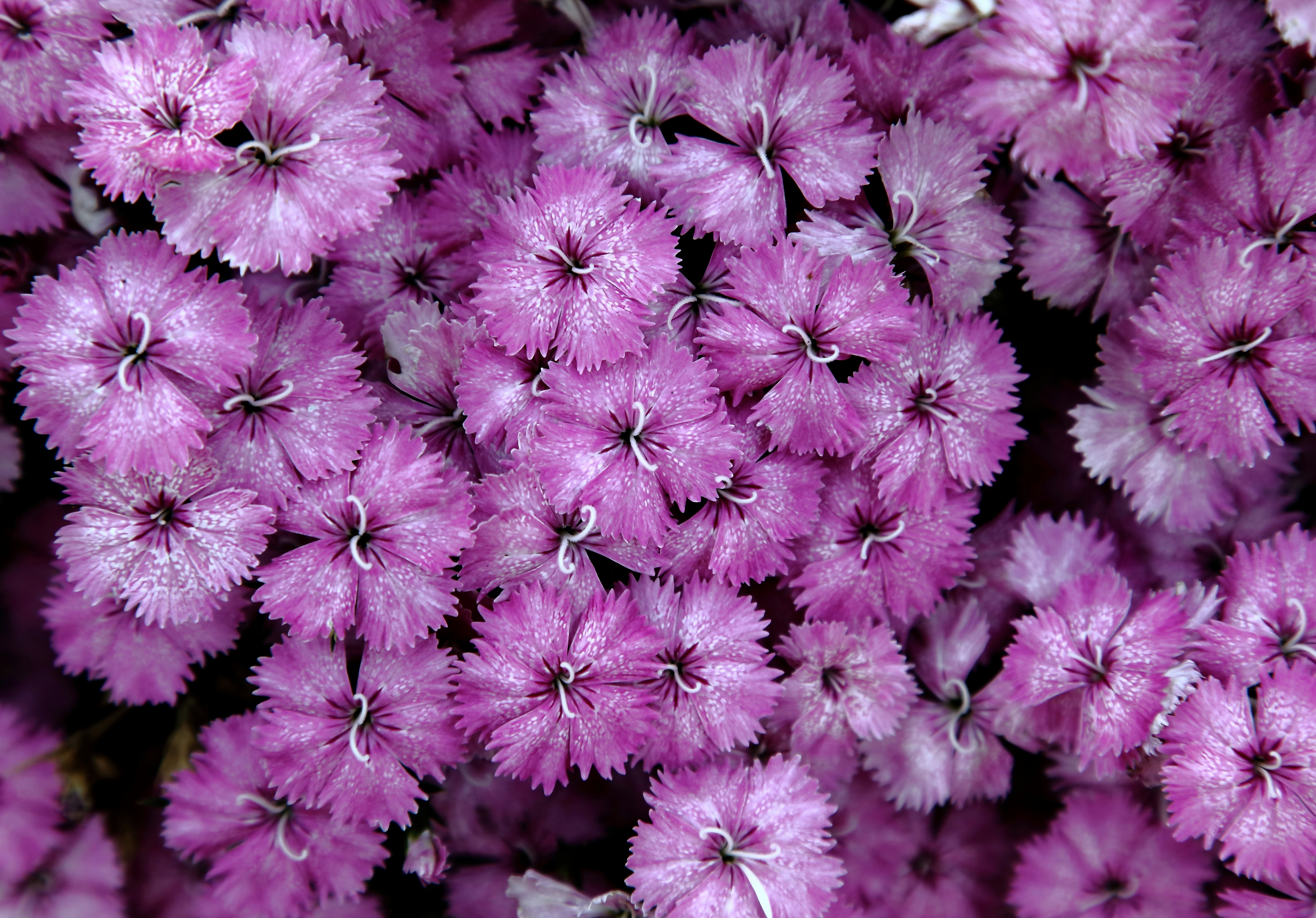 Pink Carnation Field: Close-Quarters Bloom Canvas