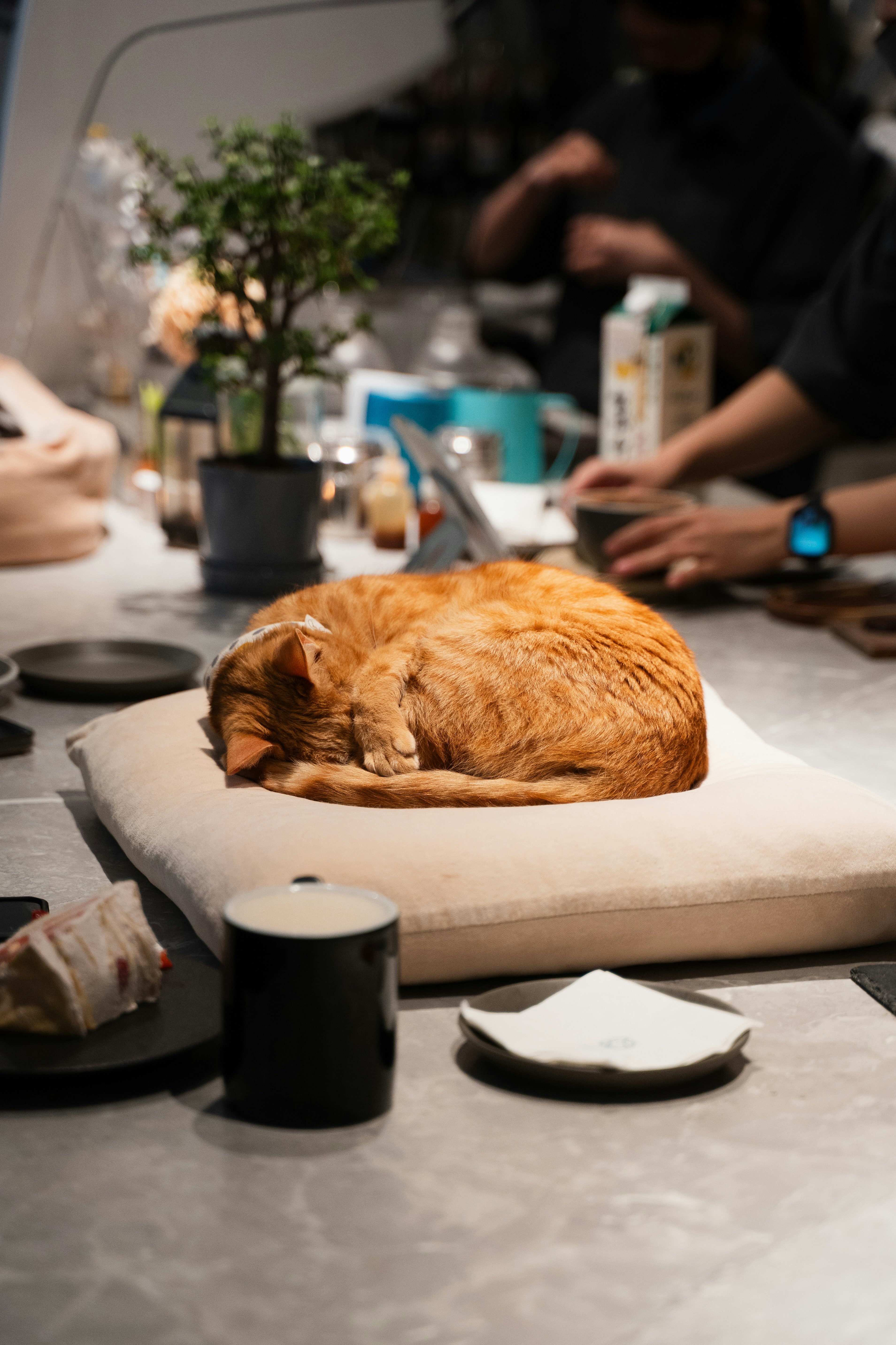 A cozy orange cat naps on a soft pillow atop a metal dining surface, with hands and kitchen items blurred in the background, indicating a casual indoor setting. This is a photograph of a real scene.