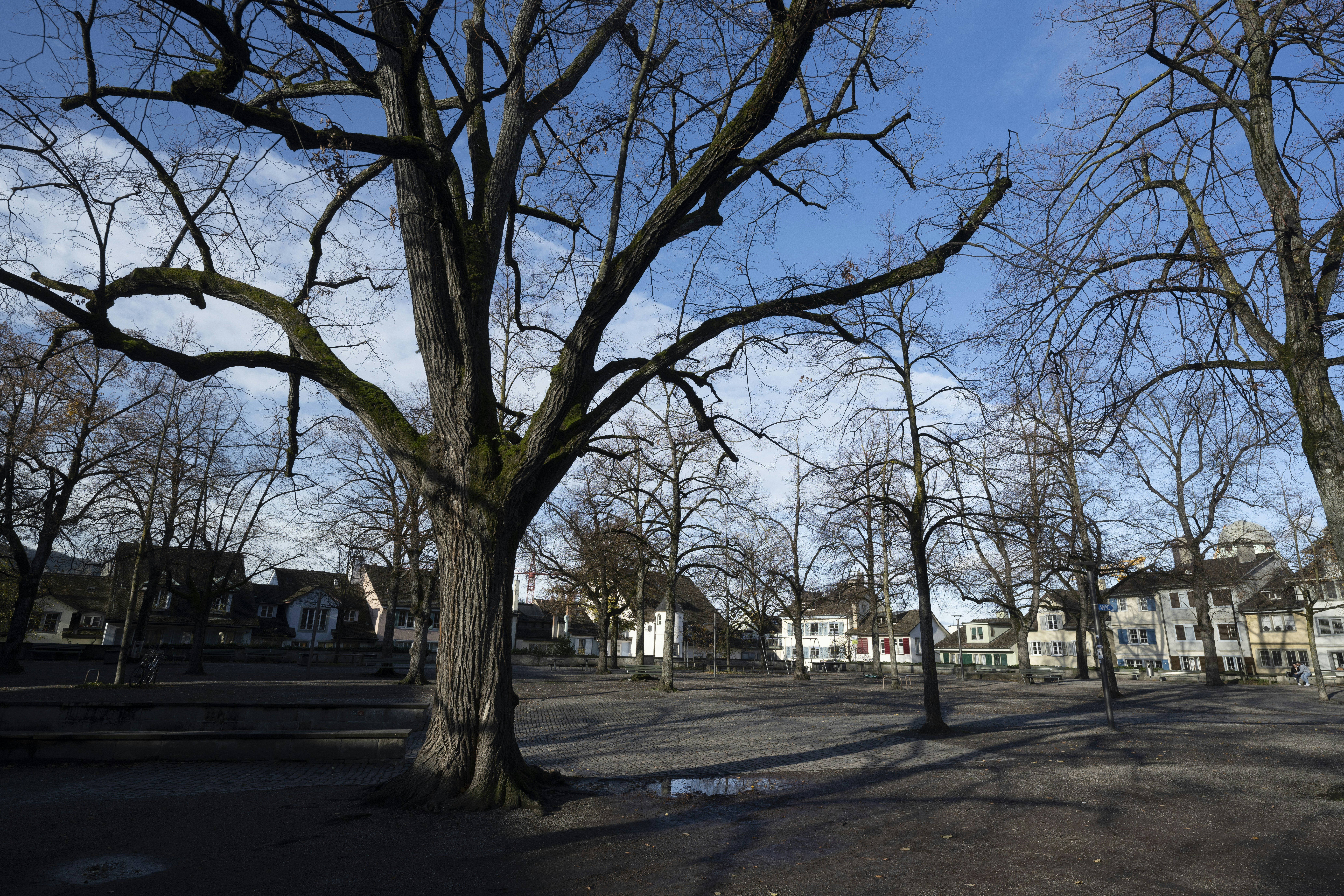 A Centered Gnarled Oak Overlooking a Quiet Lakeside Park