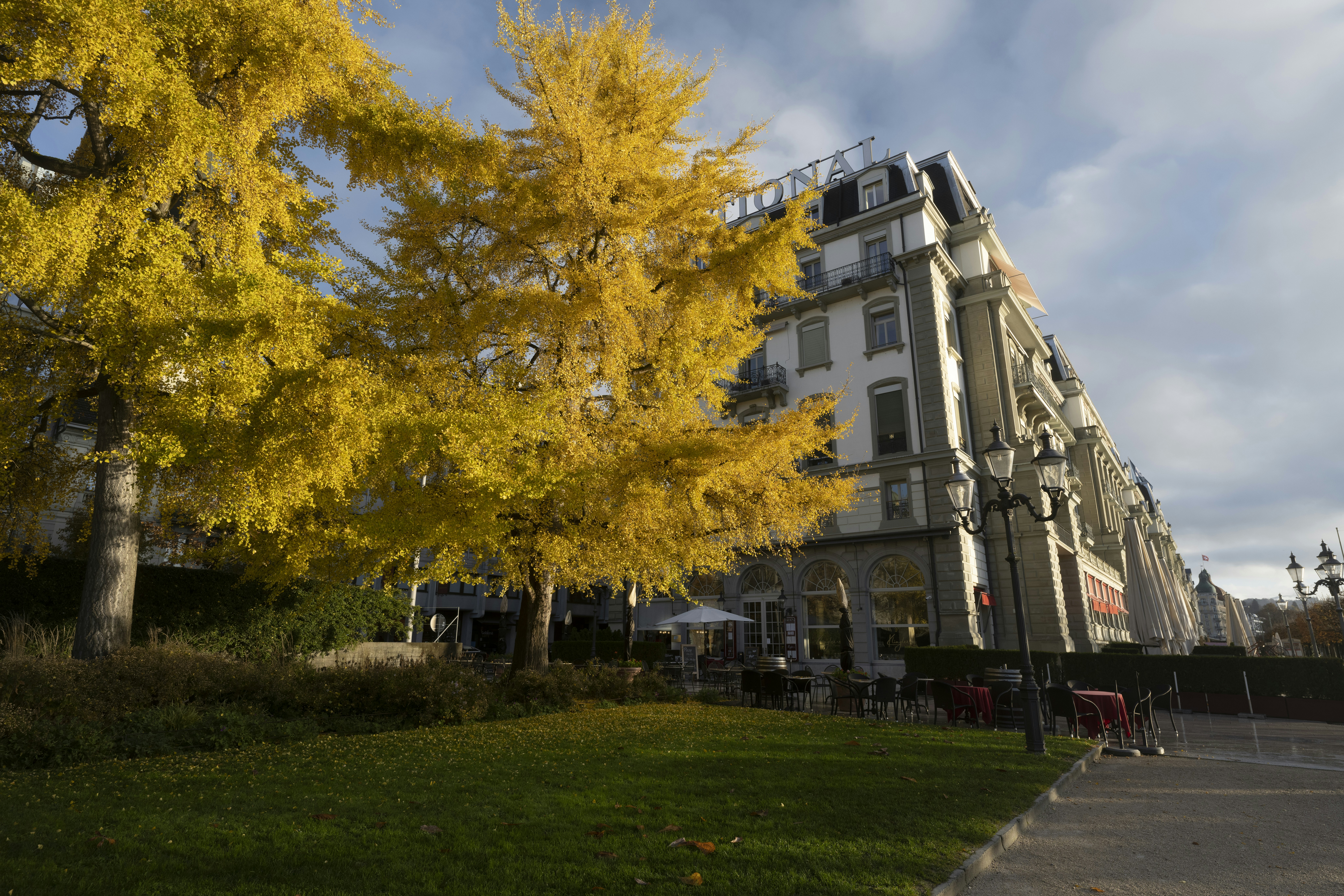 Sunlit Ginkgo Street: A Golden Canopy Over Elegant Facades